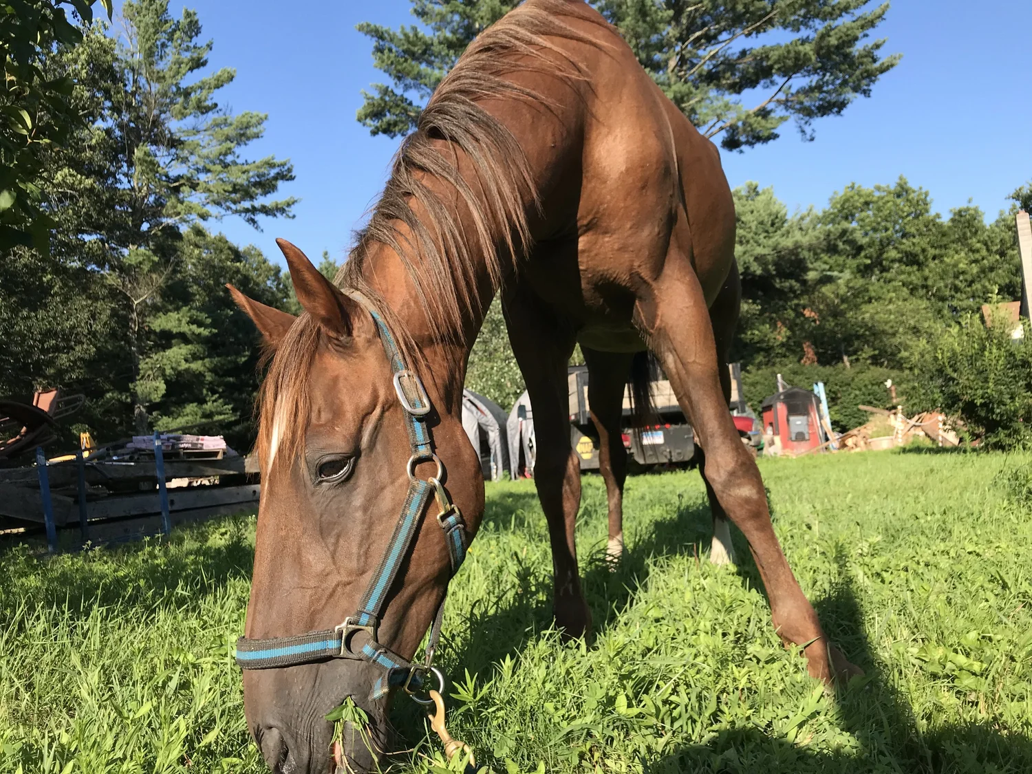 Meet The Horses — Hay Burr Inn Equine Rescue & Sanctuary
