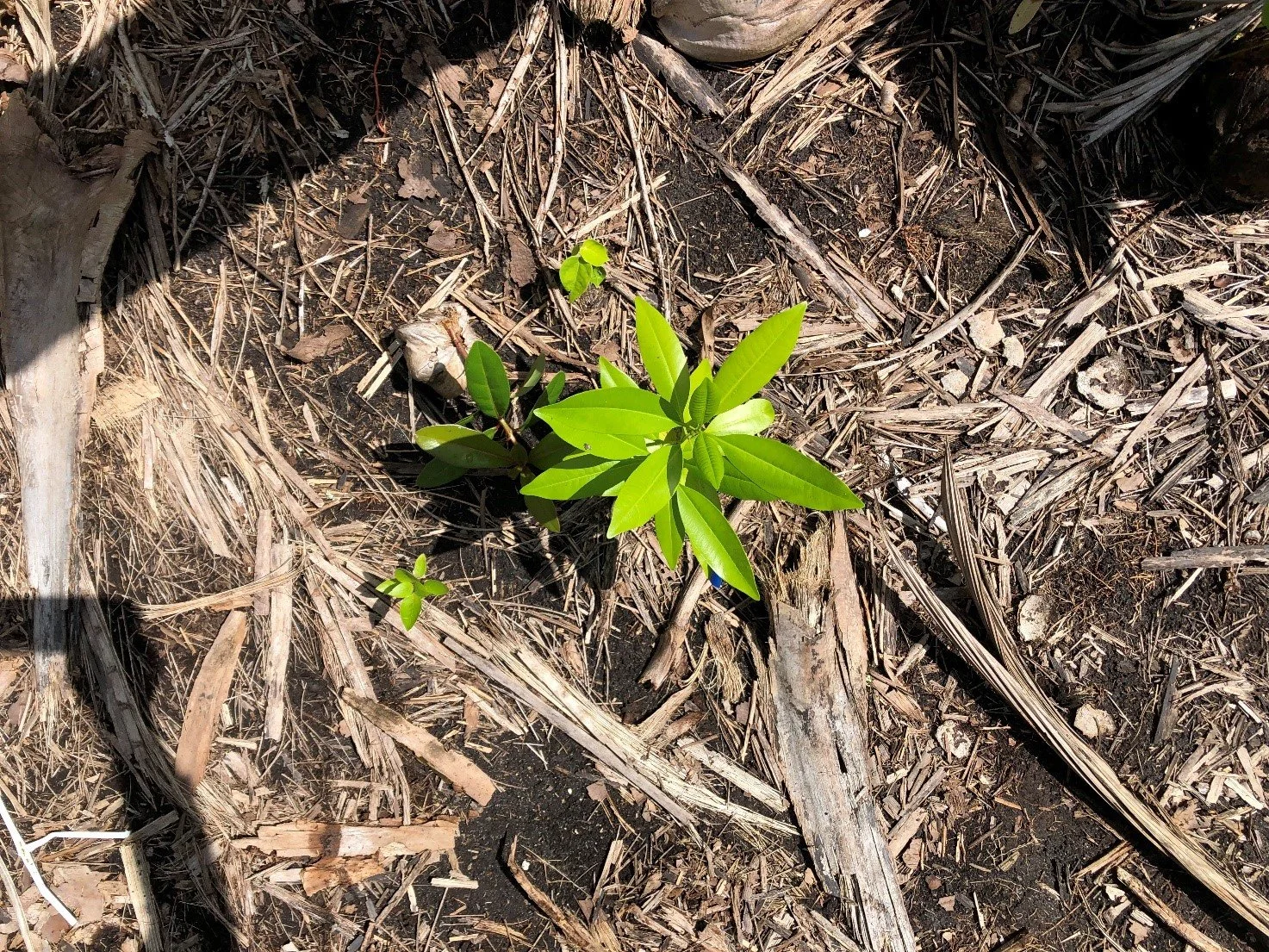The Nature Conservancy, Palmyra — WCS Climate Adaptation Fund