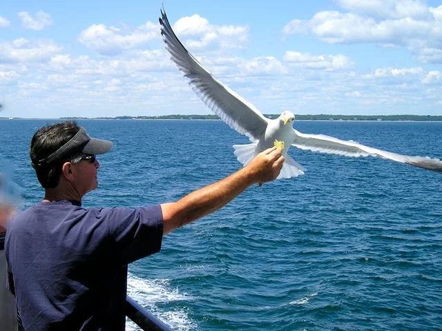 ABOUT — nick cordone