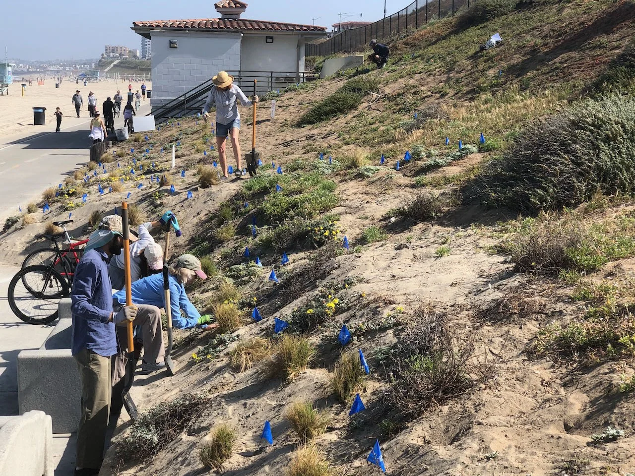 Esplanade Bluff Restoration — South Bay Parkland Conservancy