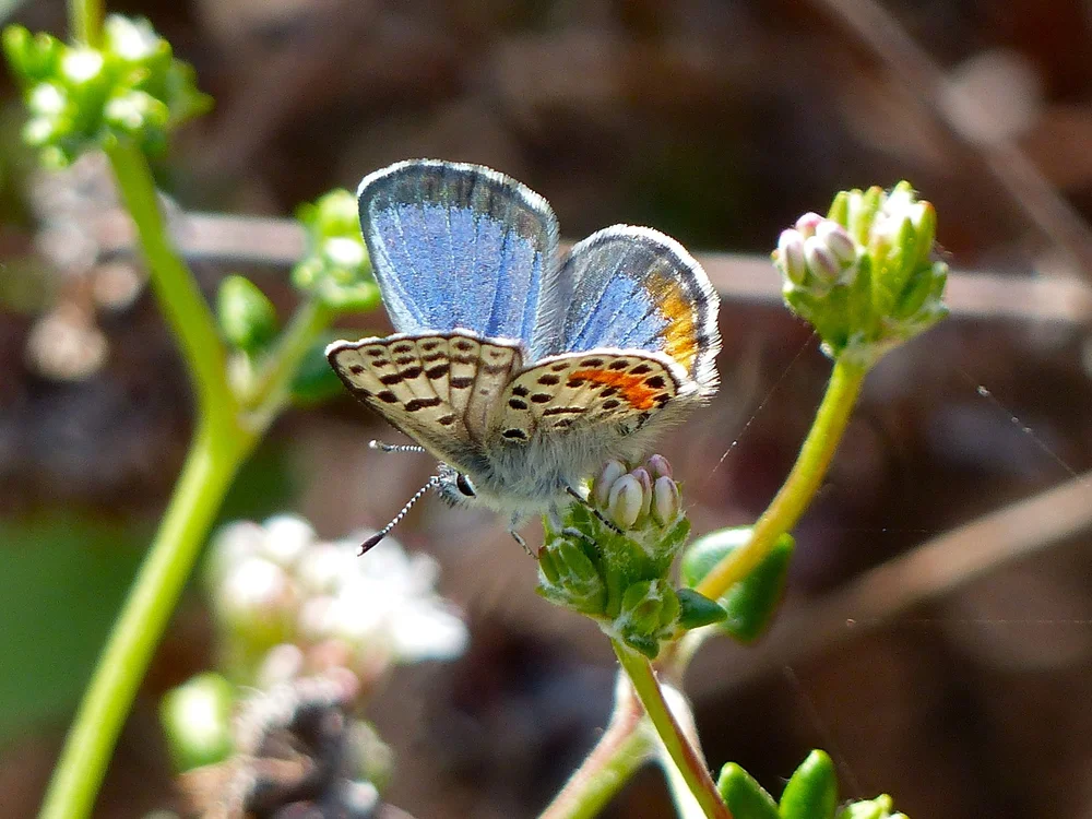 Greenbelt Project — South Bay Parkland Conservancy