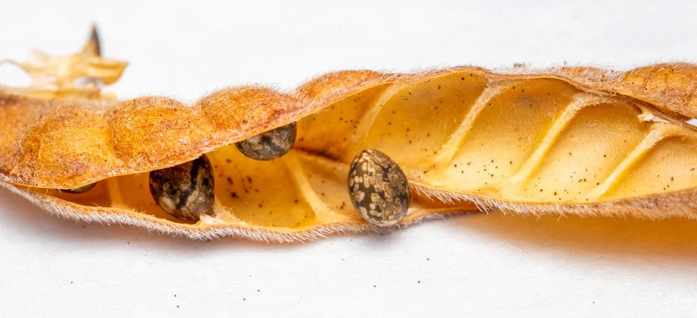 Seed Gleaning Q&A — South Bay Parkland Conservancy