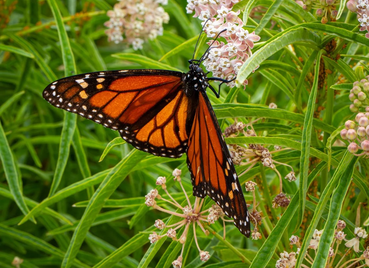 Helping Monarch Butterflies — South Bay Parkland Conservancy