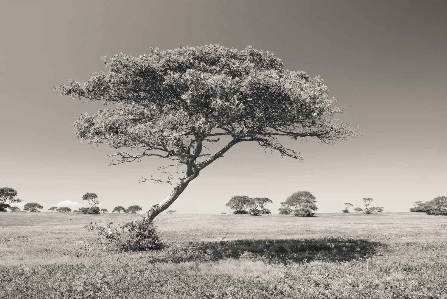 B+W TREE — Ogilvy Photography
