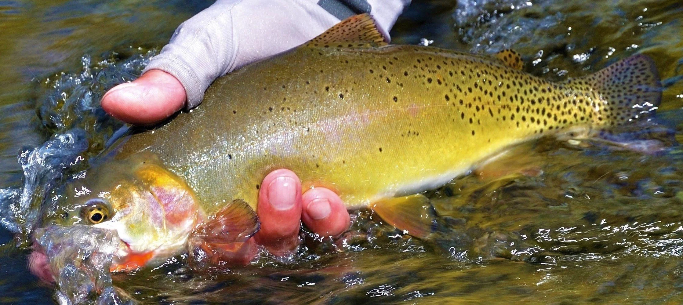 Wild Refuges and Buffalo Creek: Our Side of the Story... — Native Fish ...