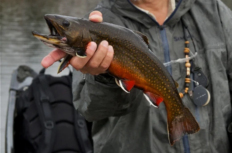 Maine NFC Initiates "Heritage Brook Trout" Sign Project — Native Fish ...