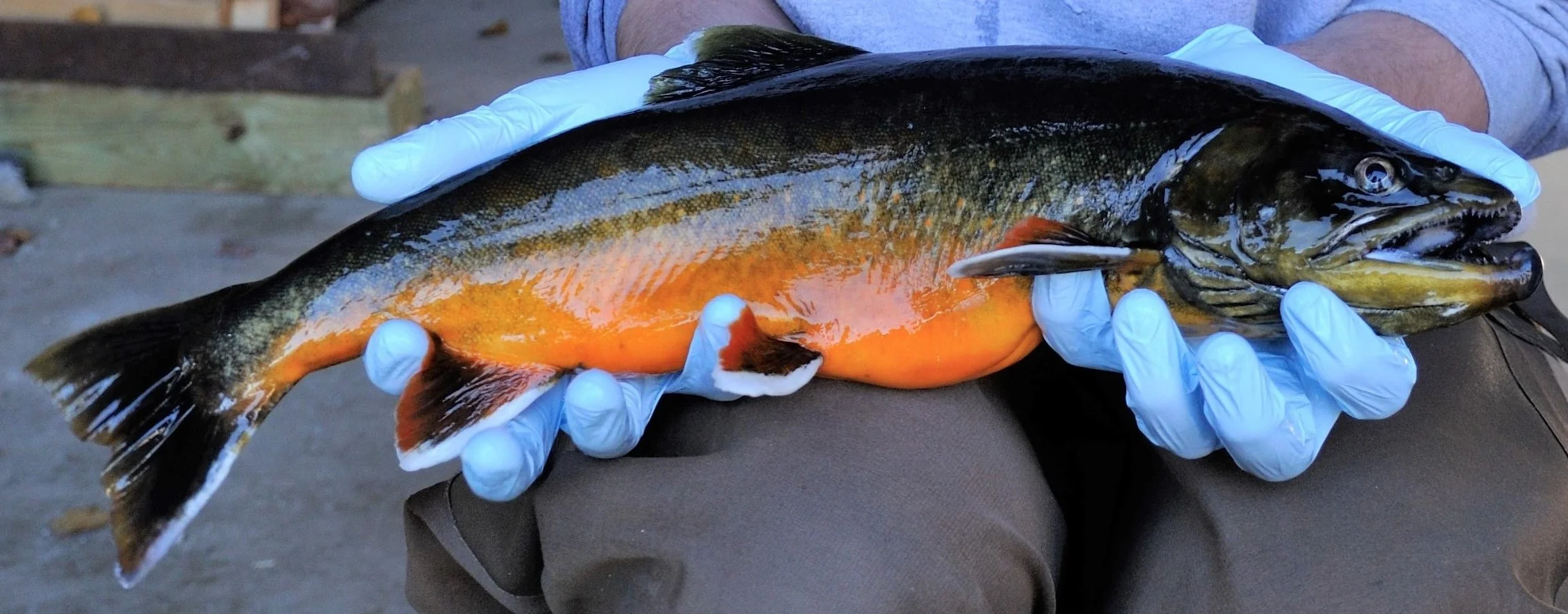 Telling Maine Arctic Charr from Brook Trout — Native Fish Coalition