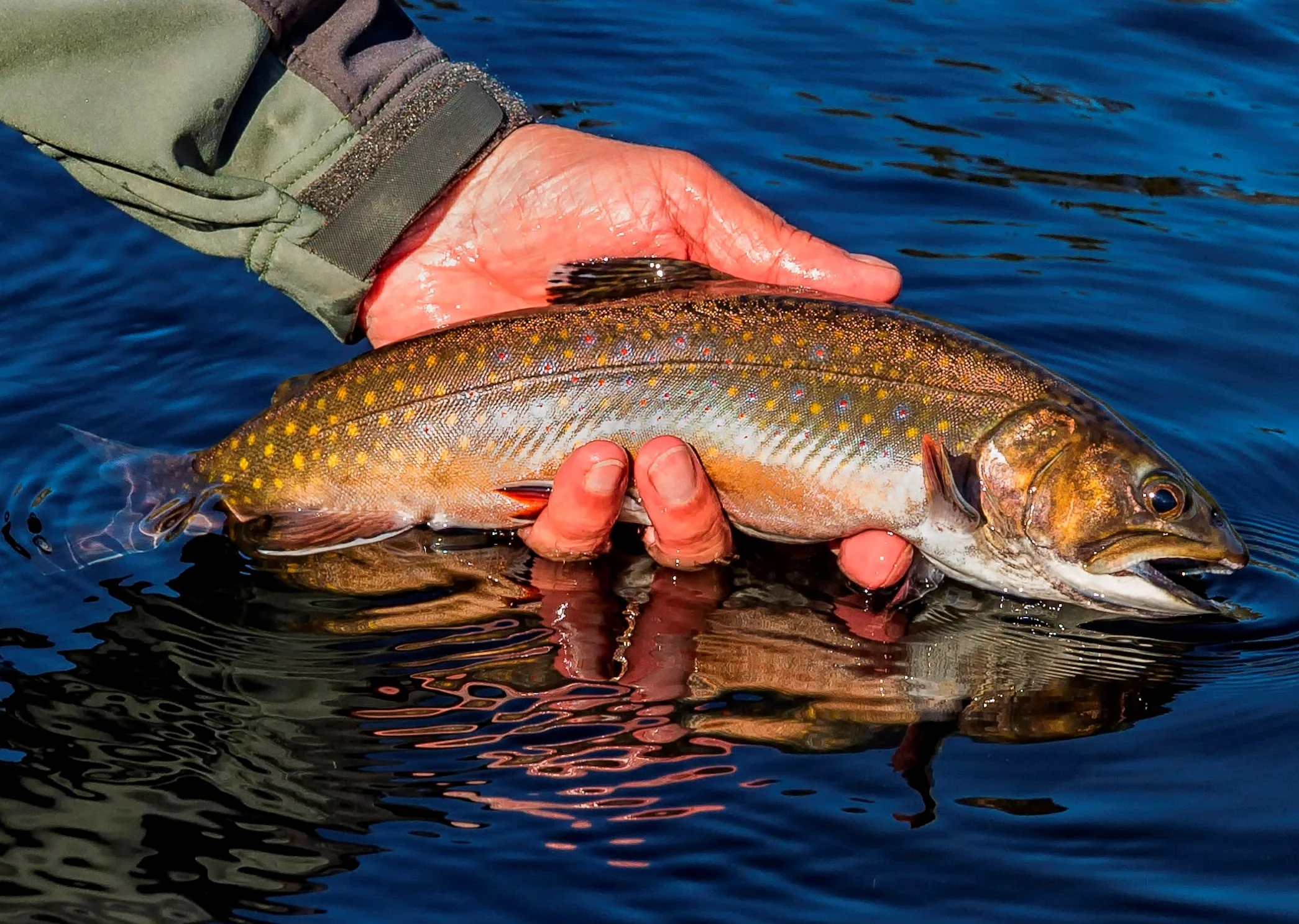 Maine NFC Initiates Heritage Brook Trout Sign Project — Native Fish ...