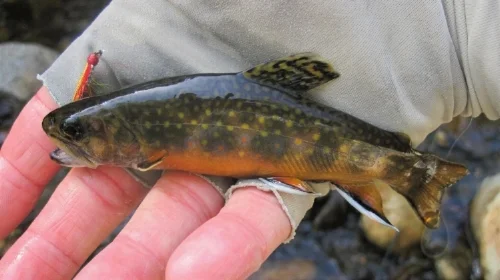 New Hampshire Wild Trout Management Sign — Native Fish Coalition