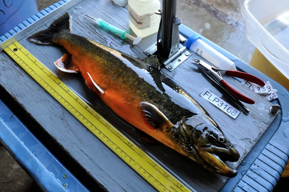 Yeti Steps Up for Maine's Rare Arctic Charr - Again! — Native Fish ...