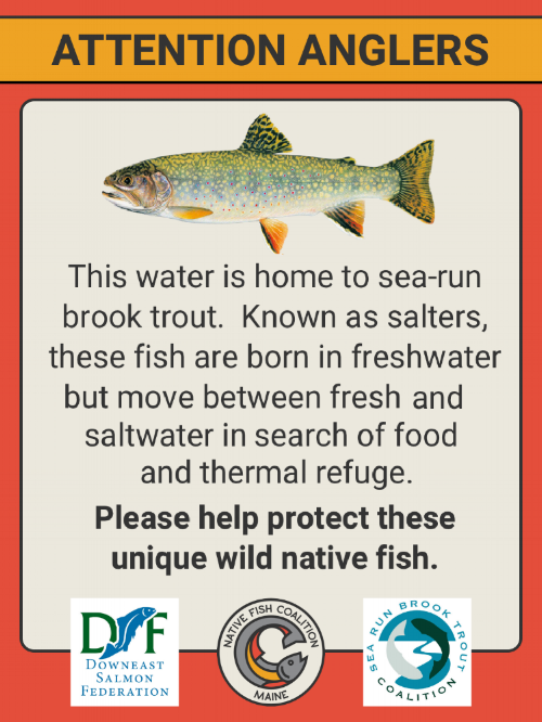 Sea-Run Brook Trout Informational Sign Initiative — Native Fish Coalition