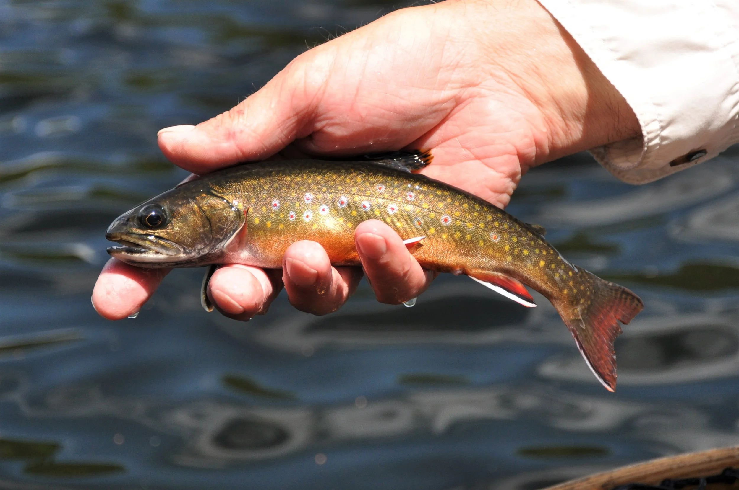 Maine Brook Trout Survey - Closing the Loop — Native Fish Coalition