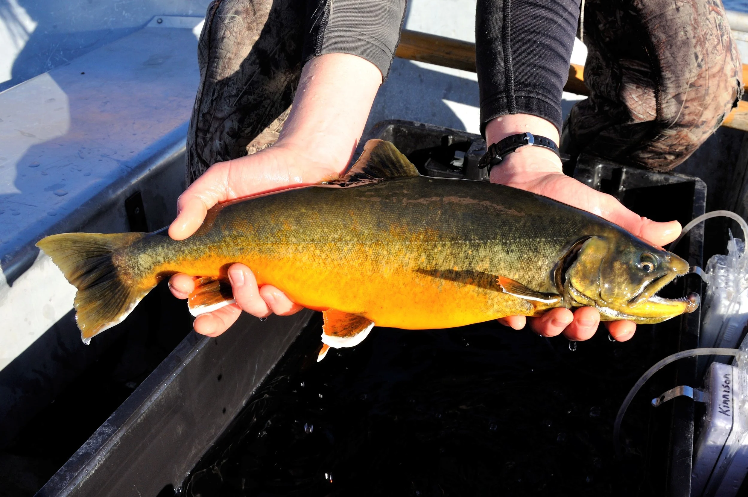 Native Fish Coalition