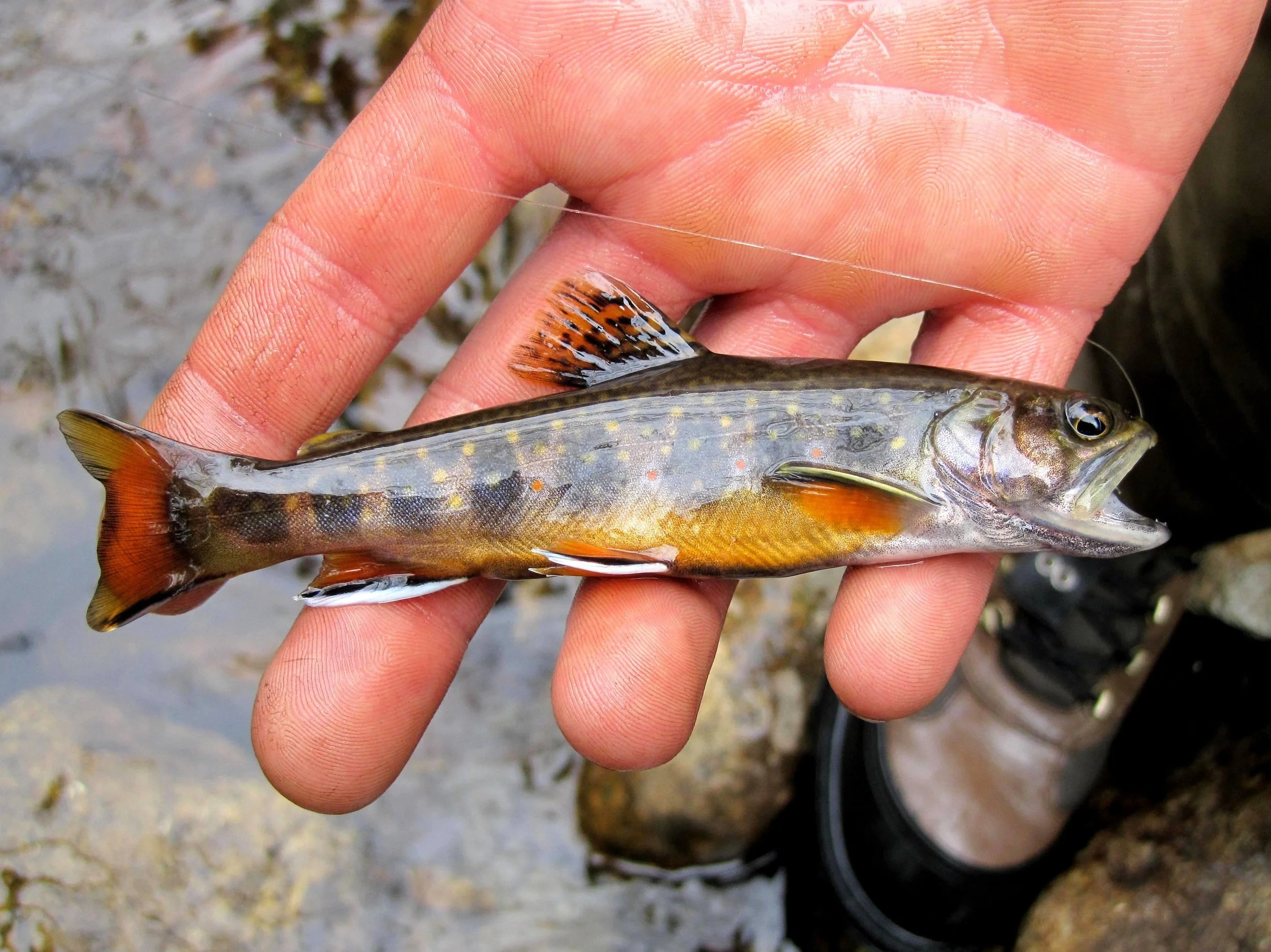 New Hampshire's Stocking Problem — Native Fish Coalition