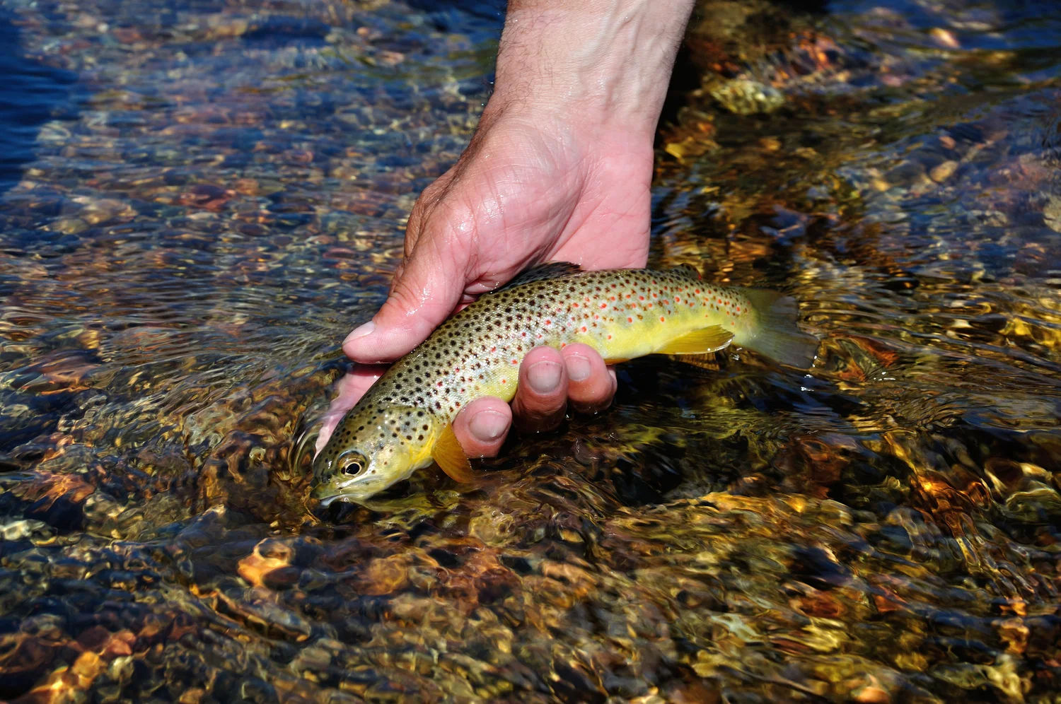 New Hampshire's Ammonoosuc River: A Symbol of Everything Wrong With ...