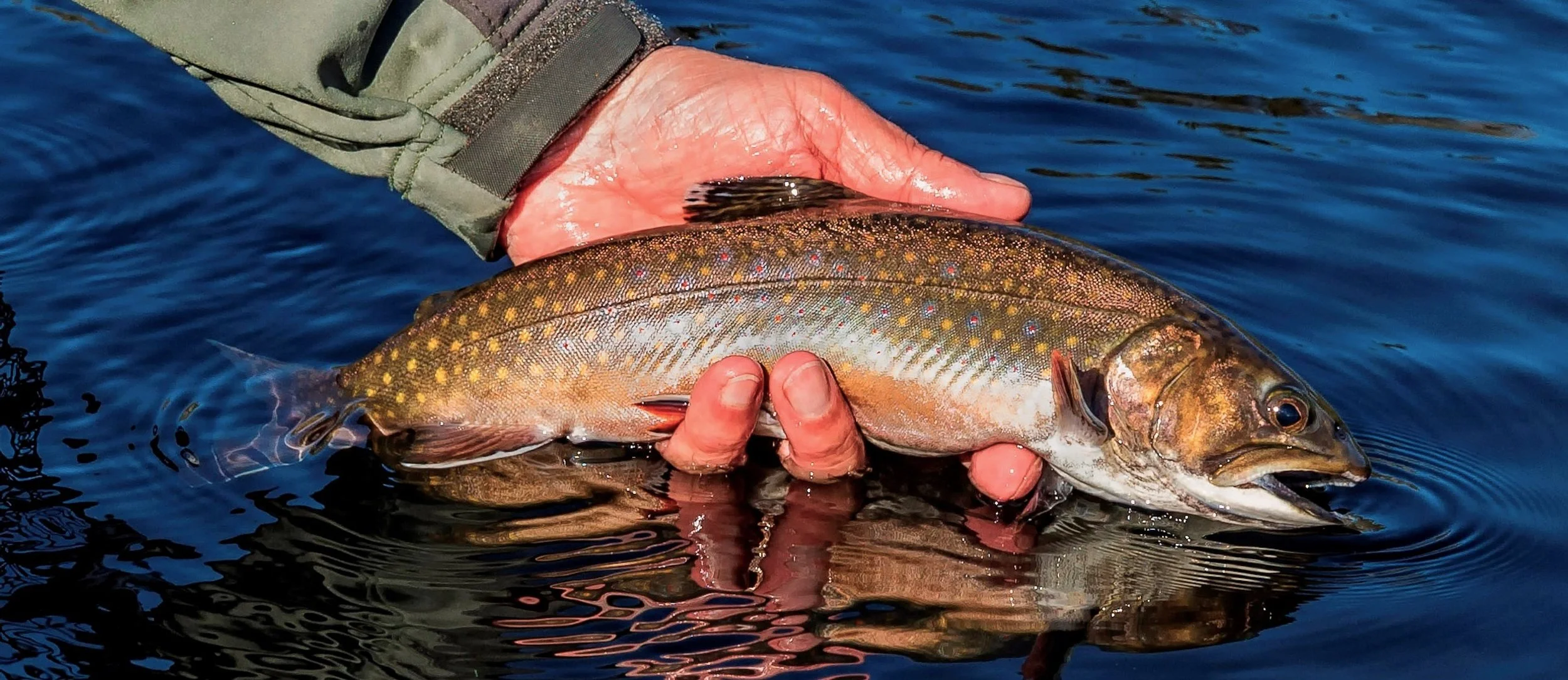 Maine State Heritage Fish Sign: Nearly 160 Waters Posted — Native Fish ...