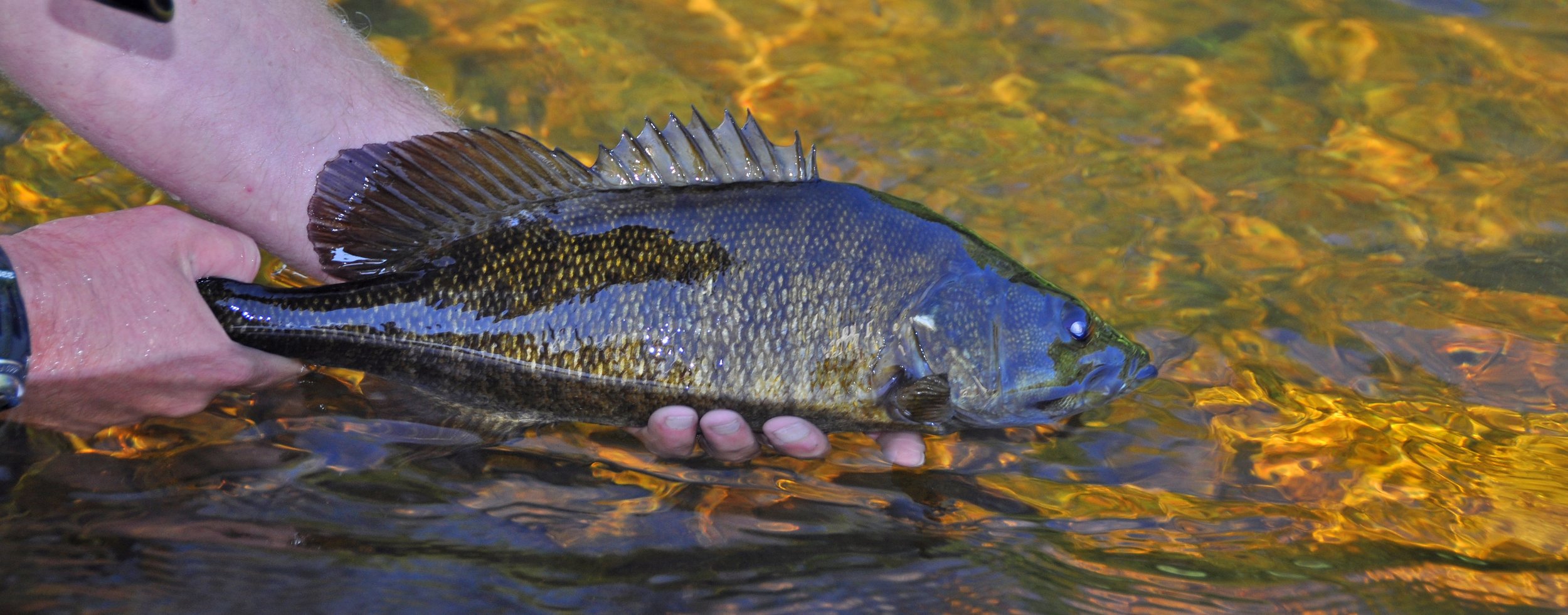 Maine's Rapid River: Are We Doing Enough? — Native Fish Coalition