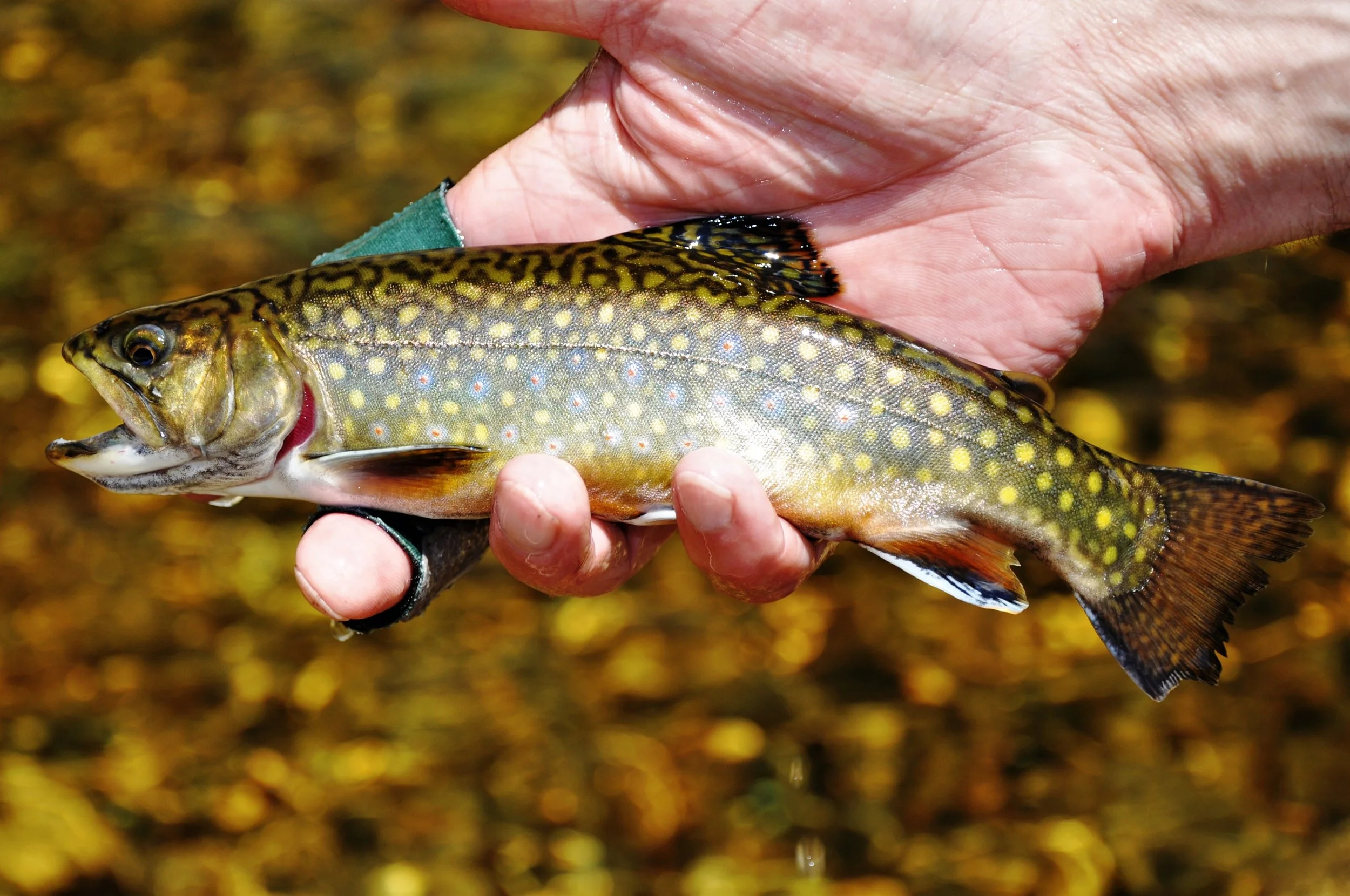 New Hampshire's Swift River: If We Know, Why Don't We Do? — Native Fish ...