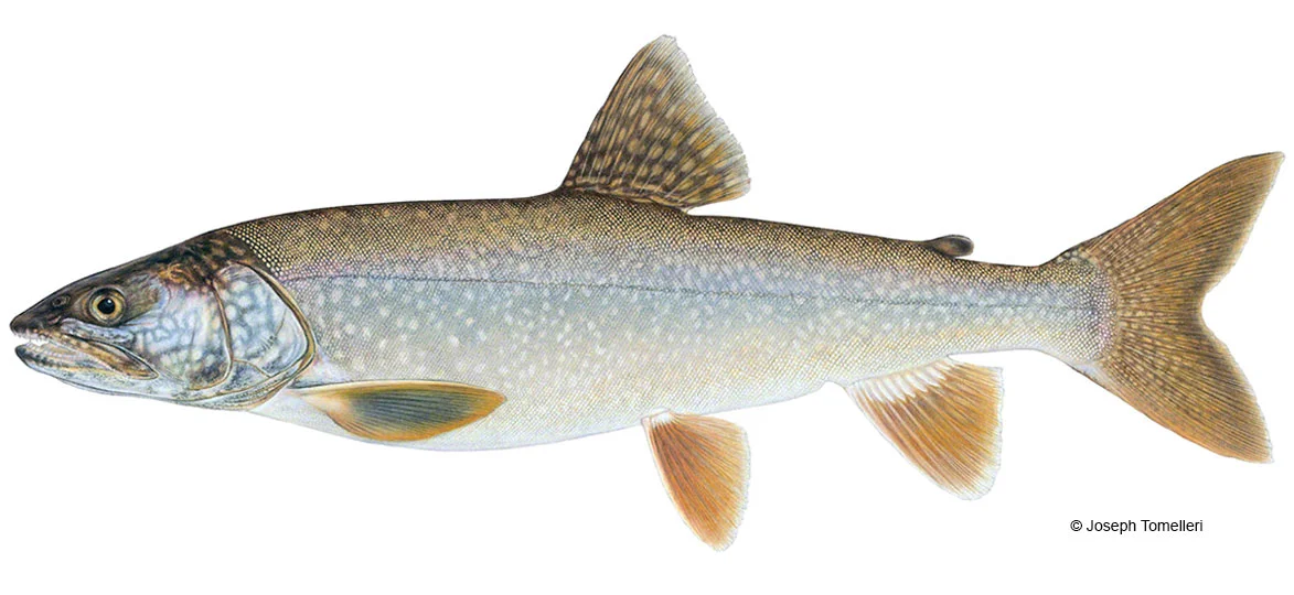 Maine DIFW Reverses Course on Green Lake Arctic Charr — Native Fish ...