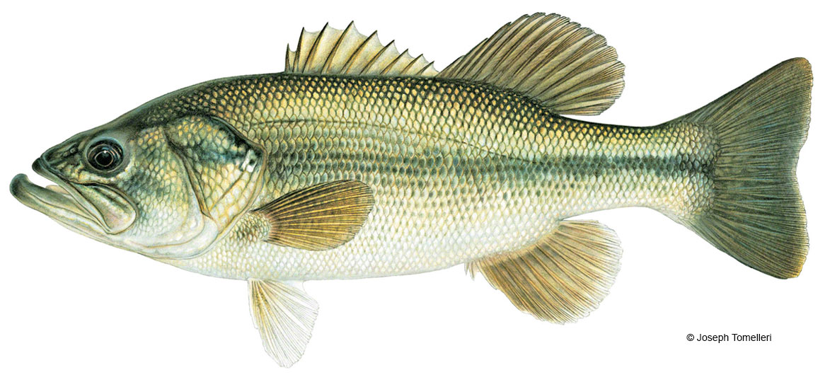 Maine DIFW Reverses Course on Green Lake Arctic Charr — Native Fish ...
