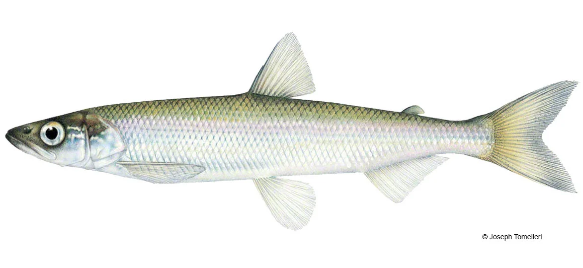 Maine DIFW Reverses Course on Green Lake Arctic Charr — Native Fish ...