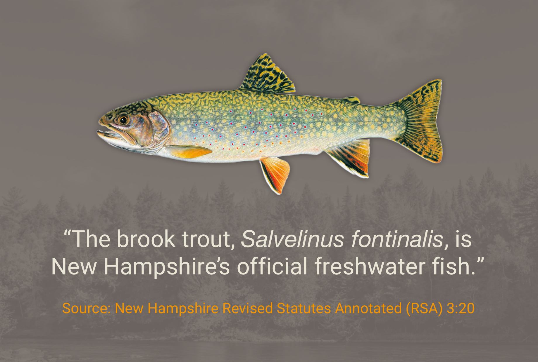 NFC Talks Wild Native Trout Management with The Hippo — Native Fish ...