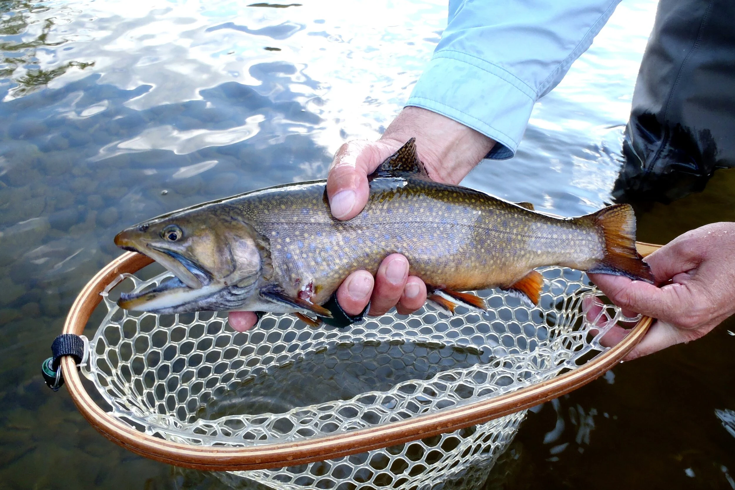 New Hampshire's Saco River: We Deserve Better — Native Fish Coalition