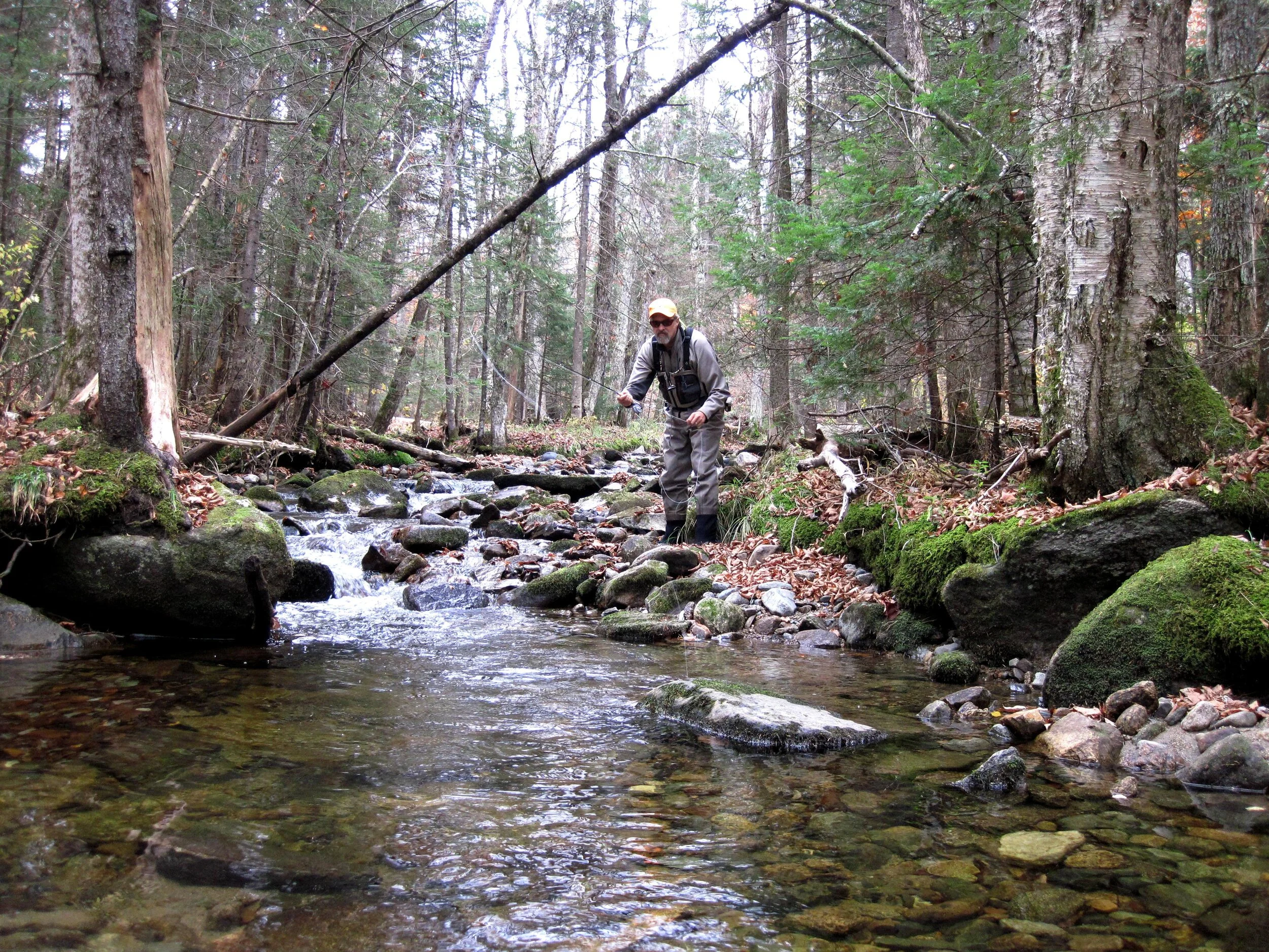 Getting Small... — Native Fish Coalition