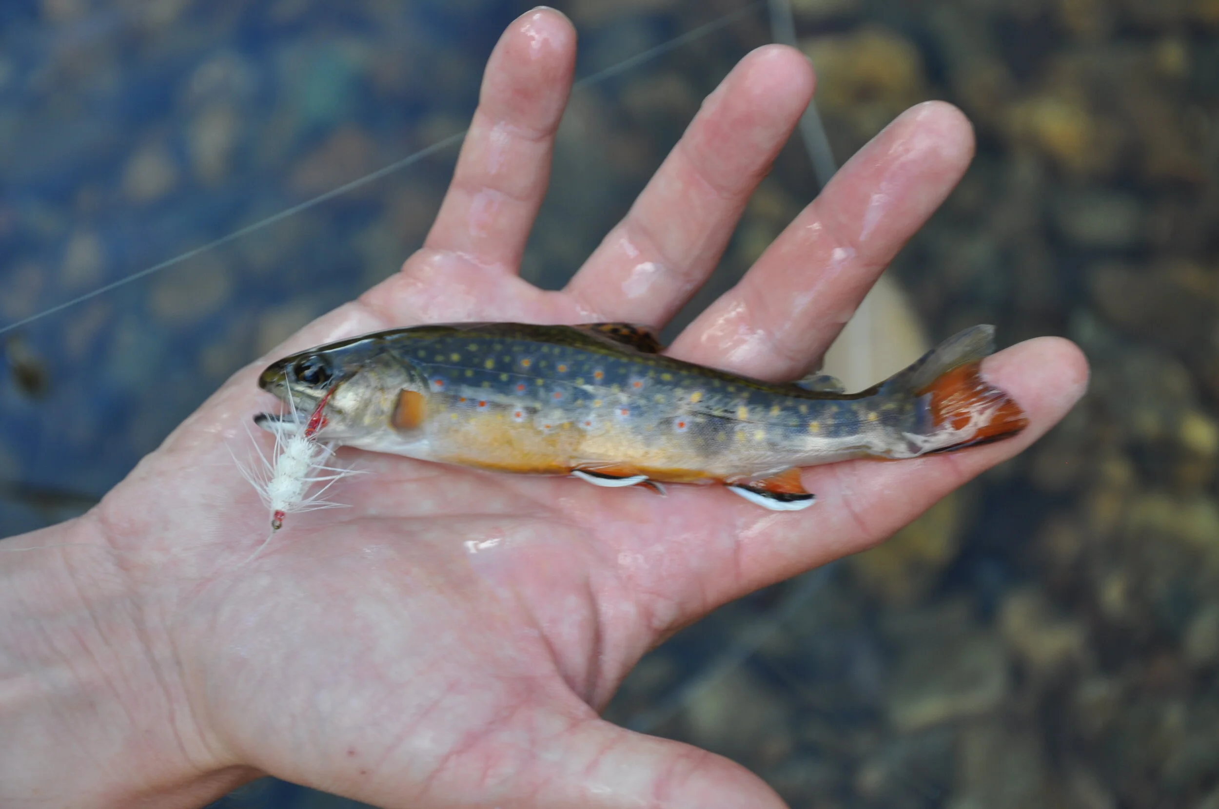 Massachusetts — Native Fish Coalition