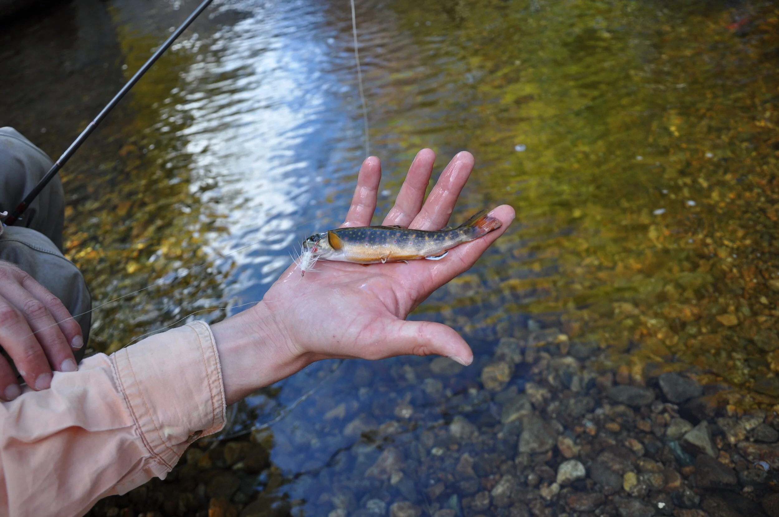 Massachusetts — Native Fish Coalition