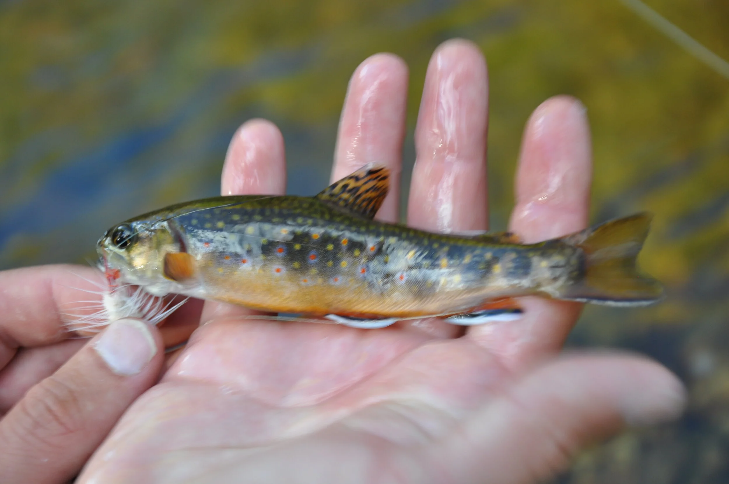 Massachusetts — Native Fish Coalition