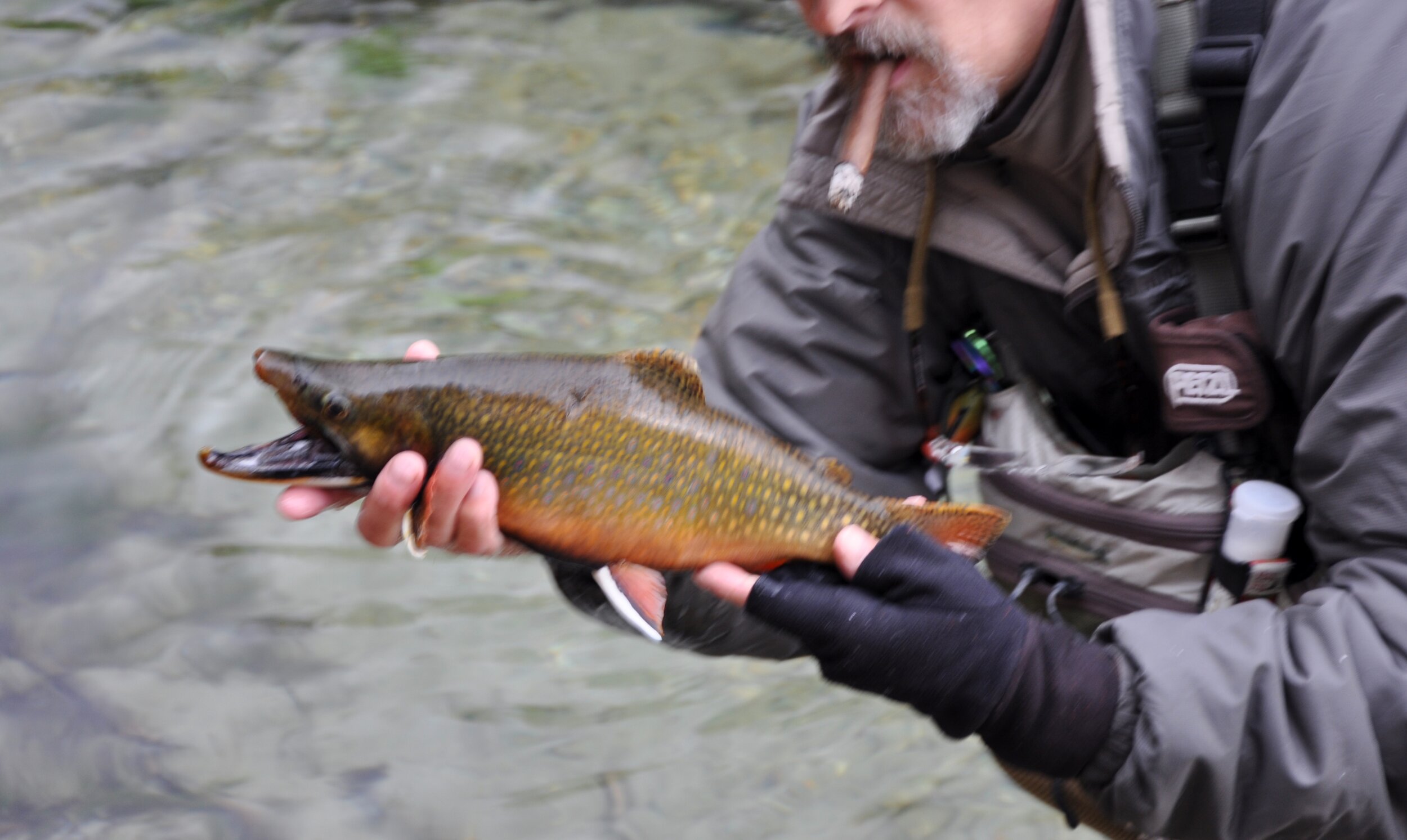 Massachusetts — Native Fish Coalition