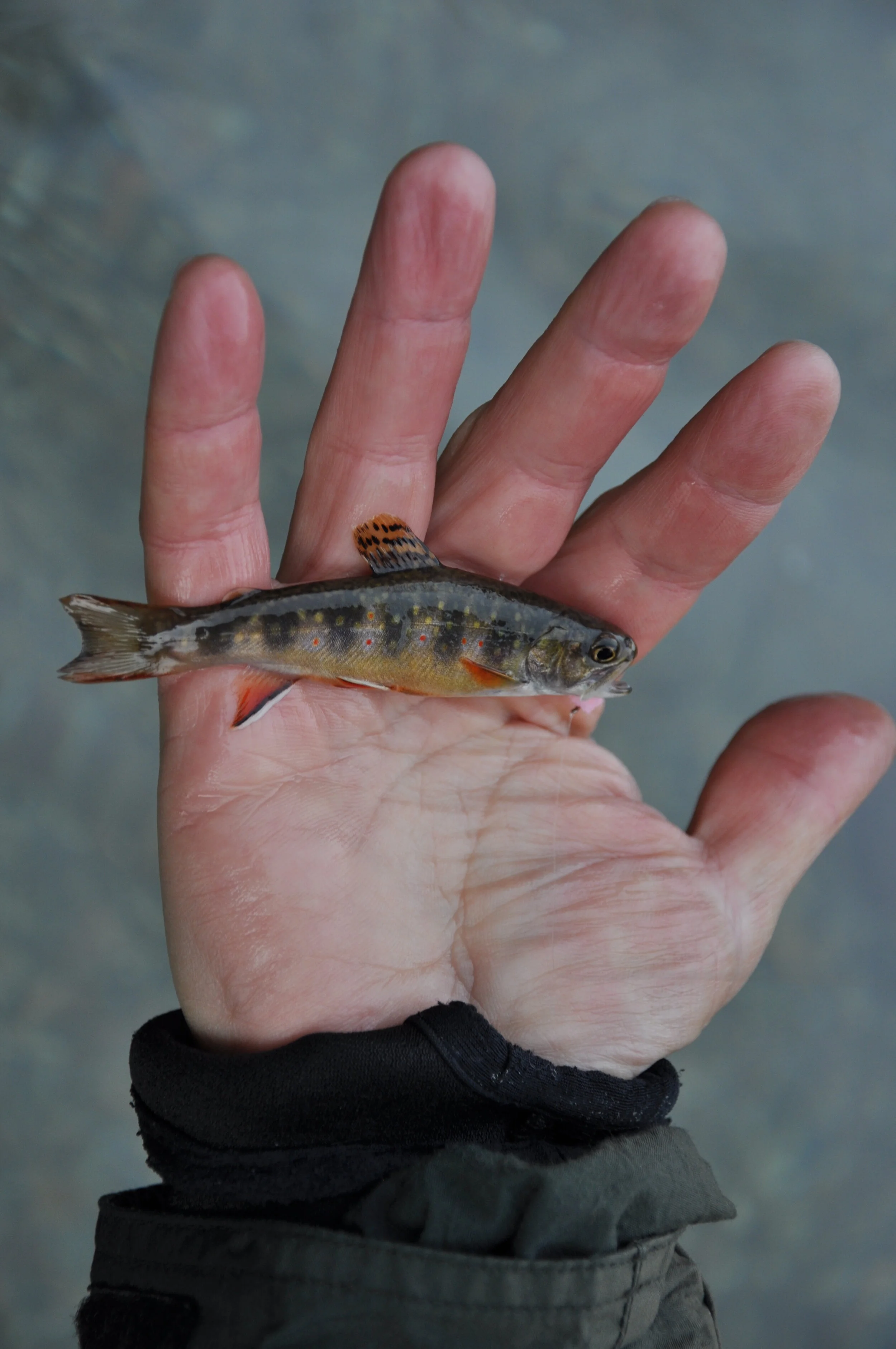 Massachusetts — Native Fish Coalition