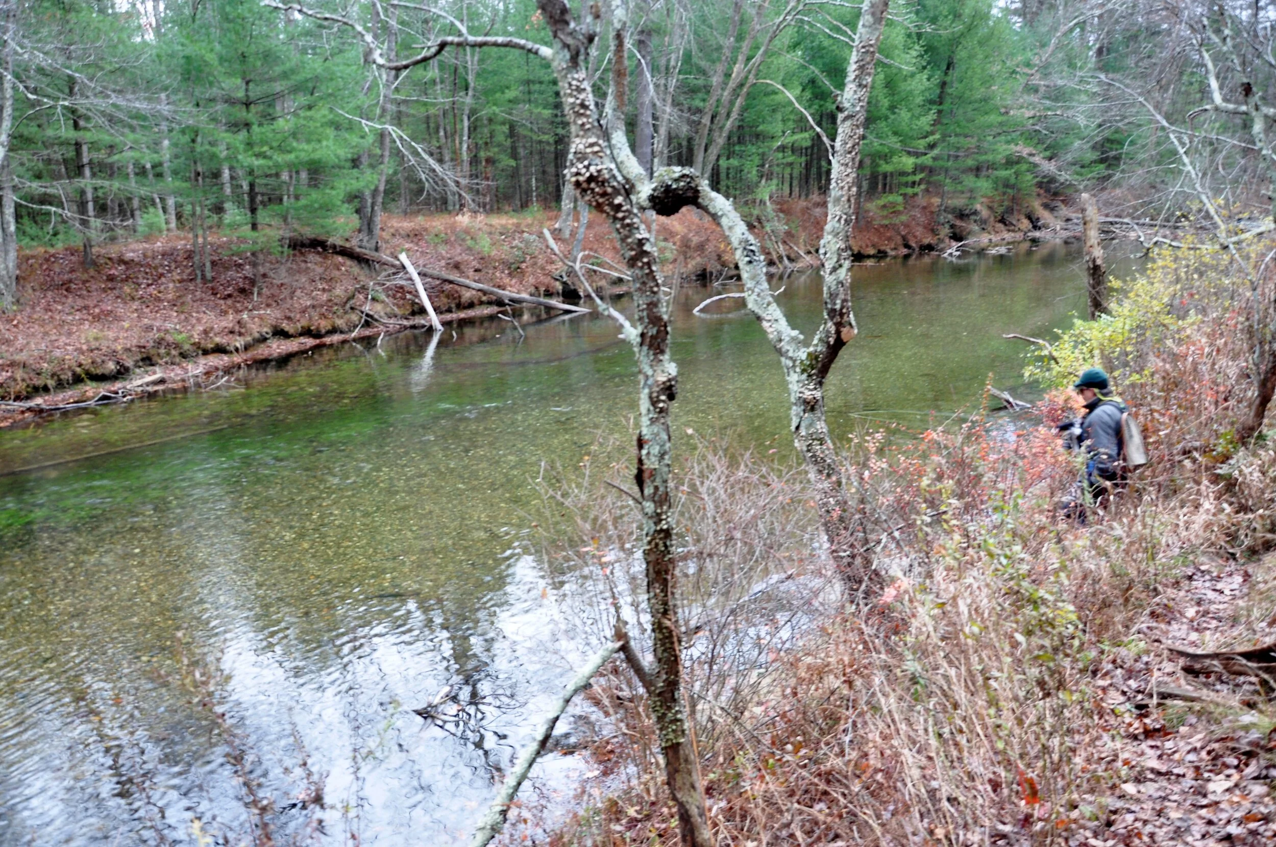 Massachusetts — Native Fish Coalition