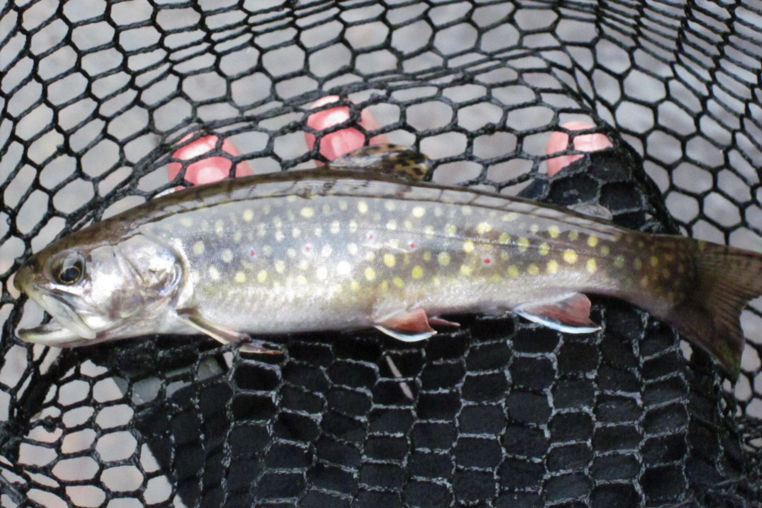 Massachusetts — Native Fish Coalition