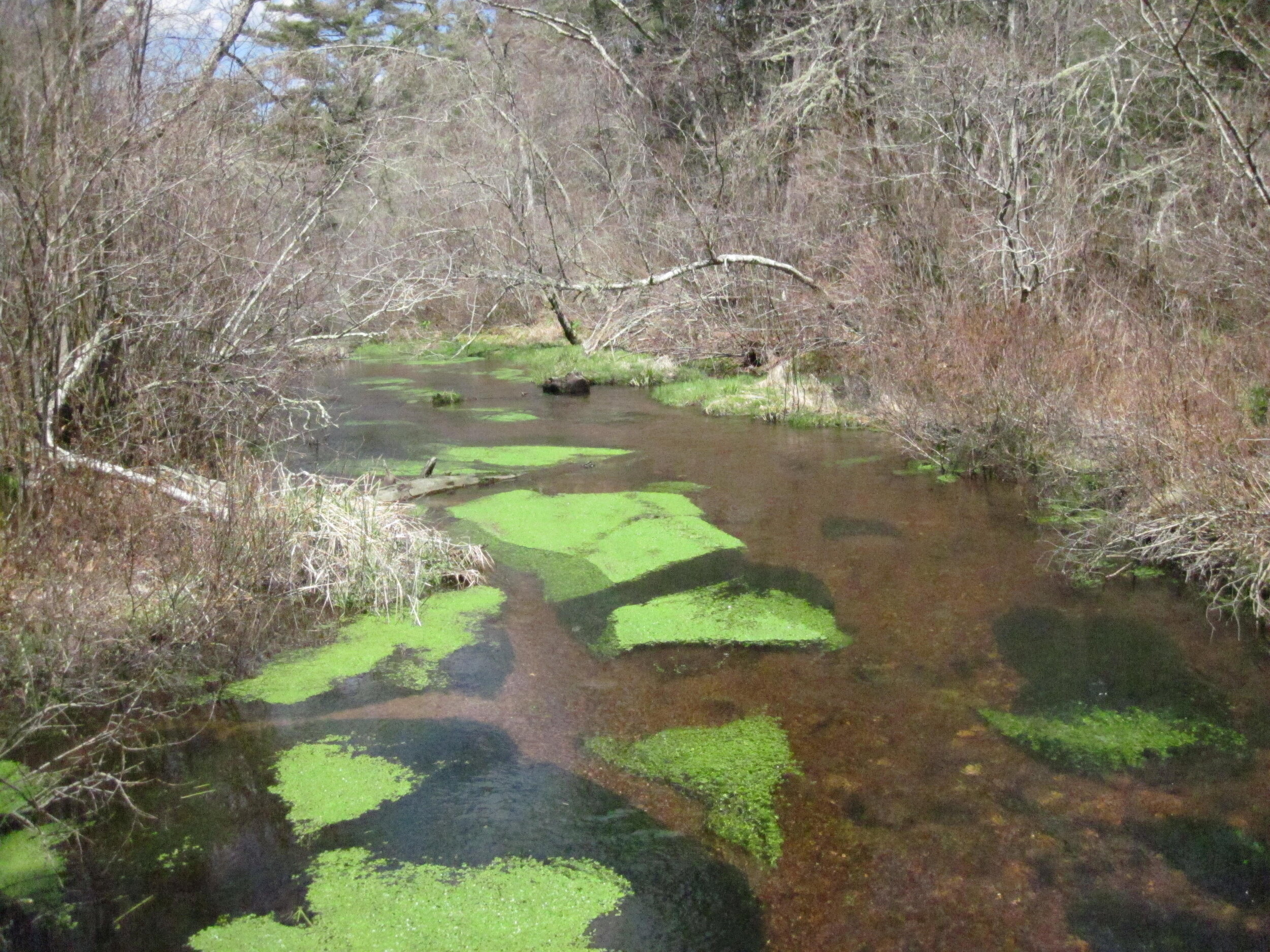 Massachusetts — Native Fish Coalition