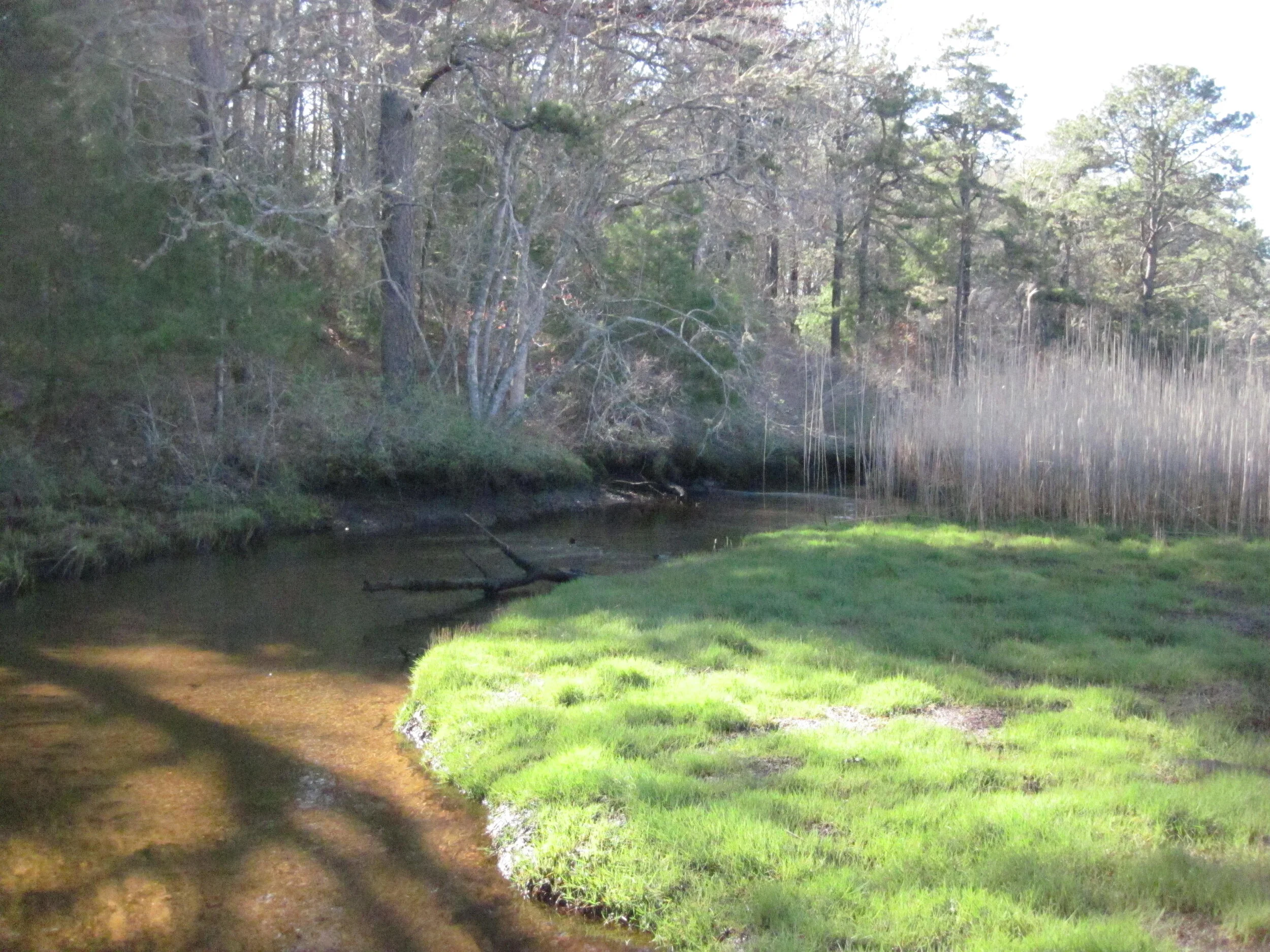 Massachusetts — Native Fish Coalition