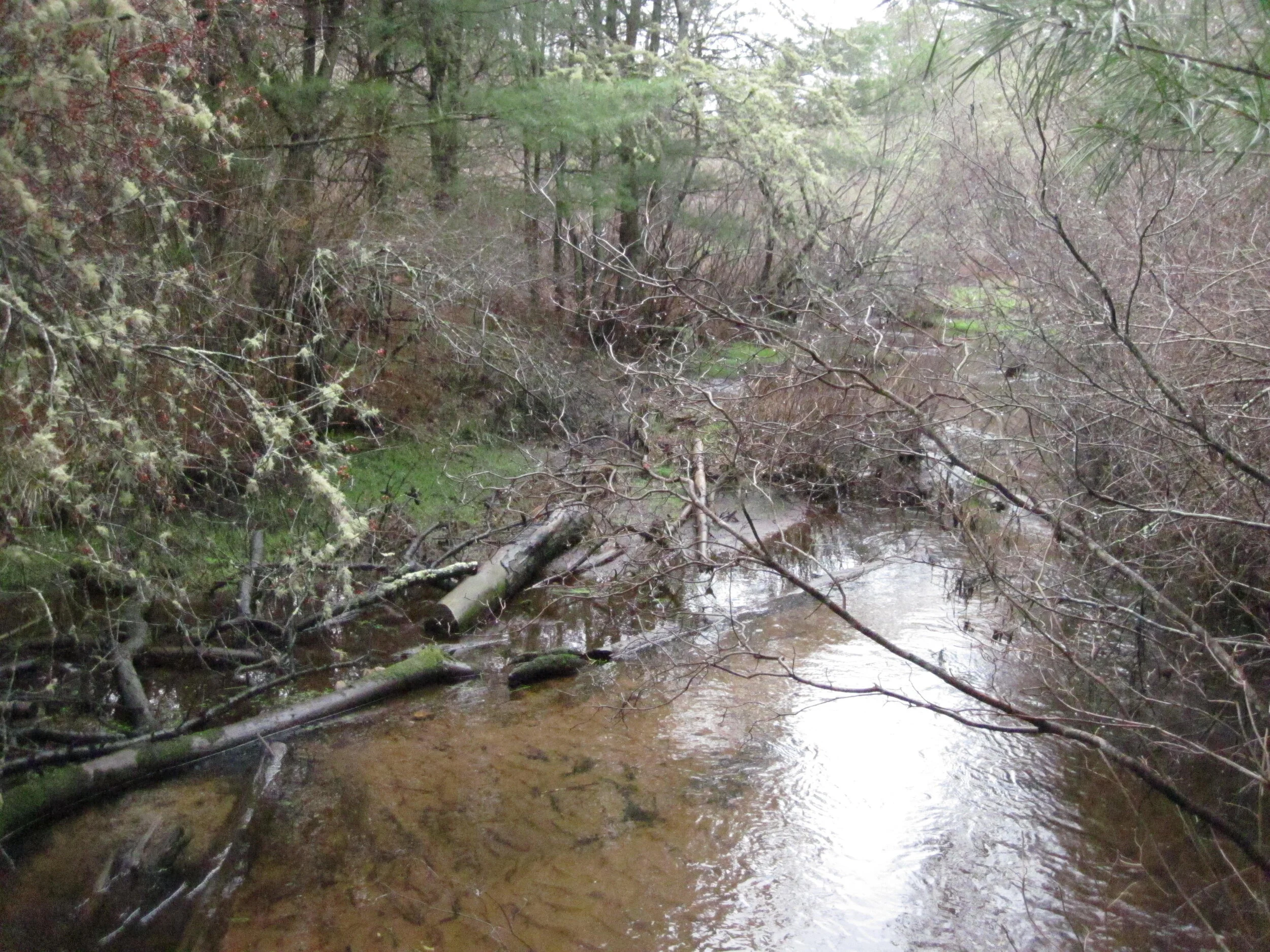 Massachusetts — Native Fish Coalition