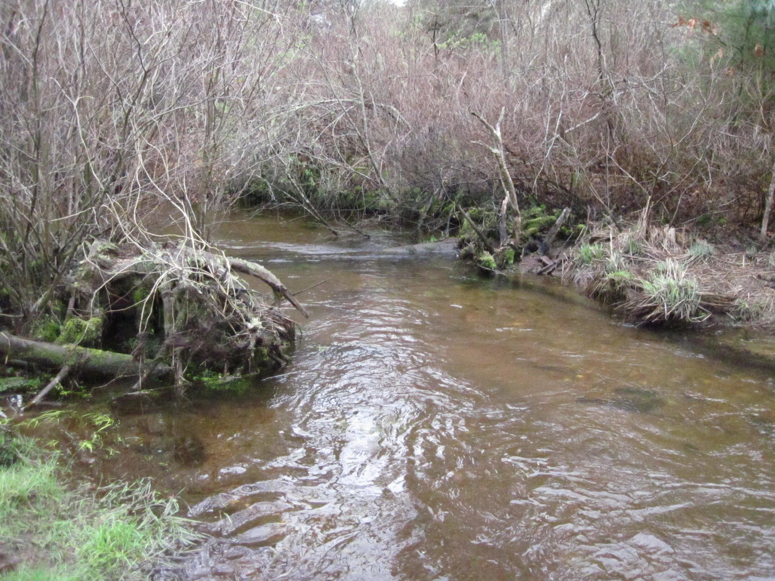 Massachusetts — Native Fish Coalition