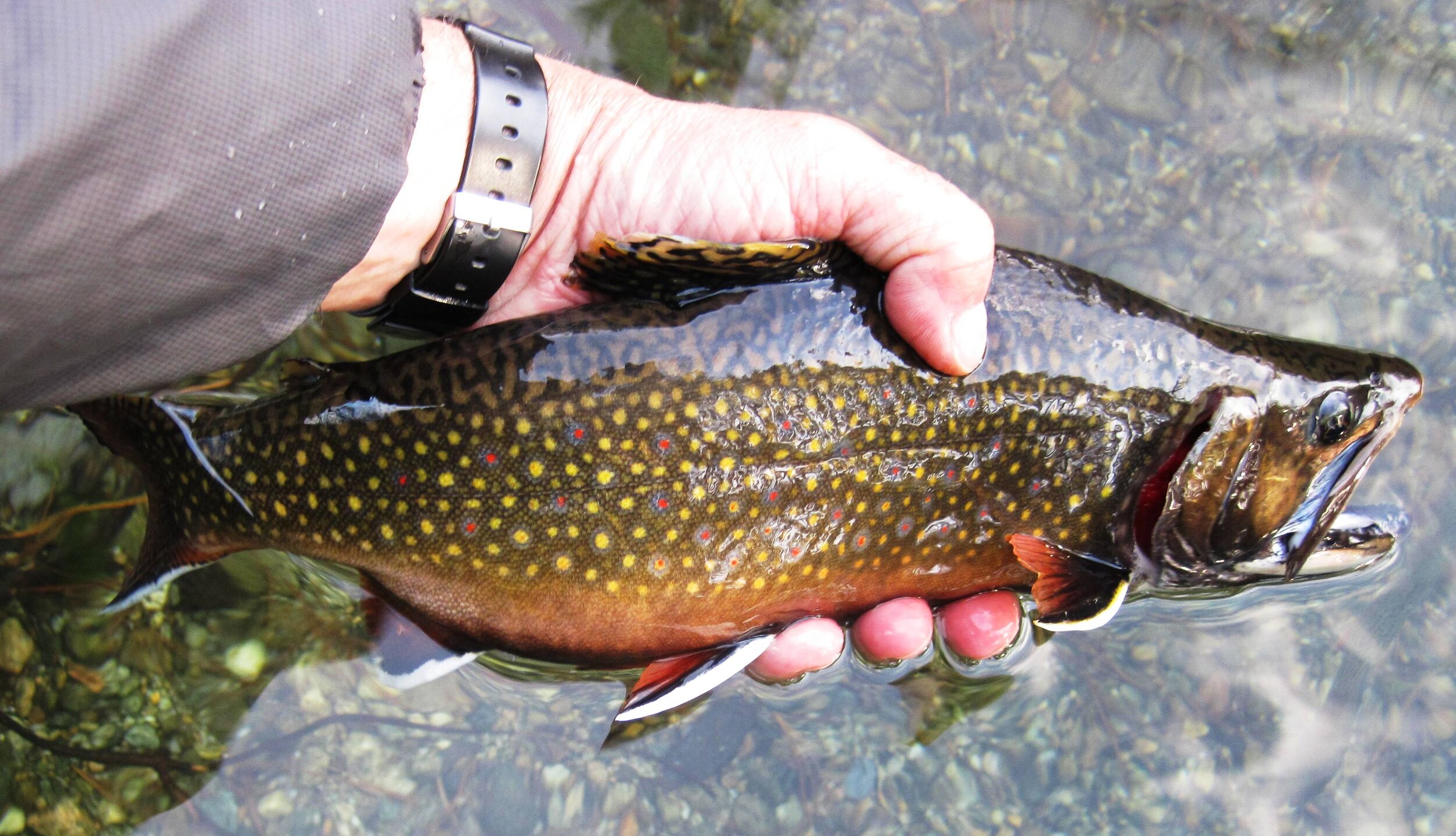 Massachusetts — Native Fish Coalition