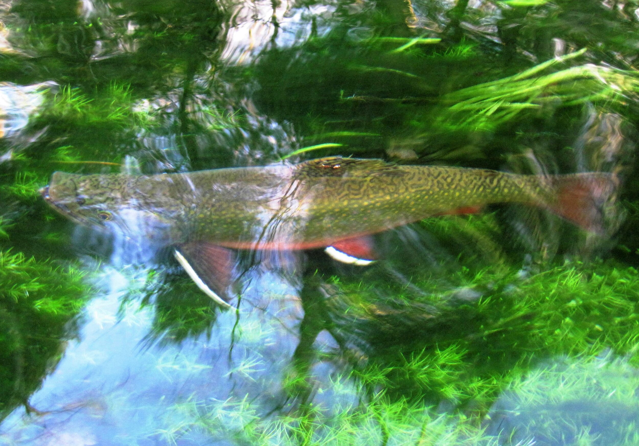 Massachusetts — Native Fish Coalition