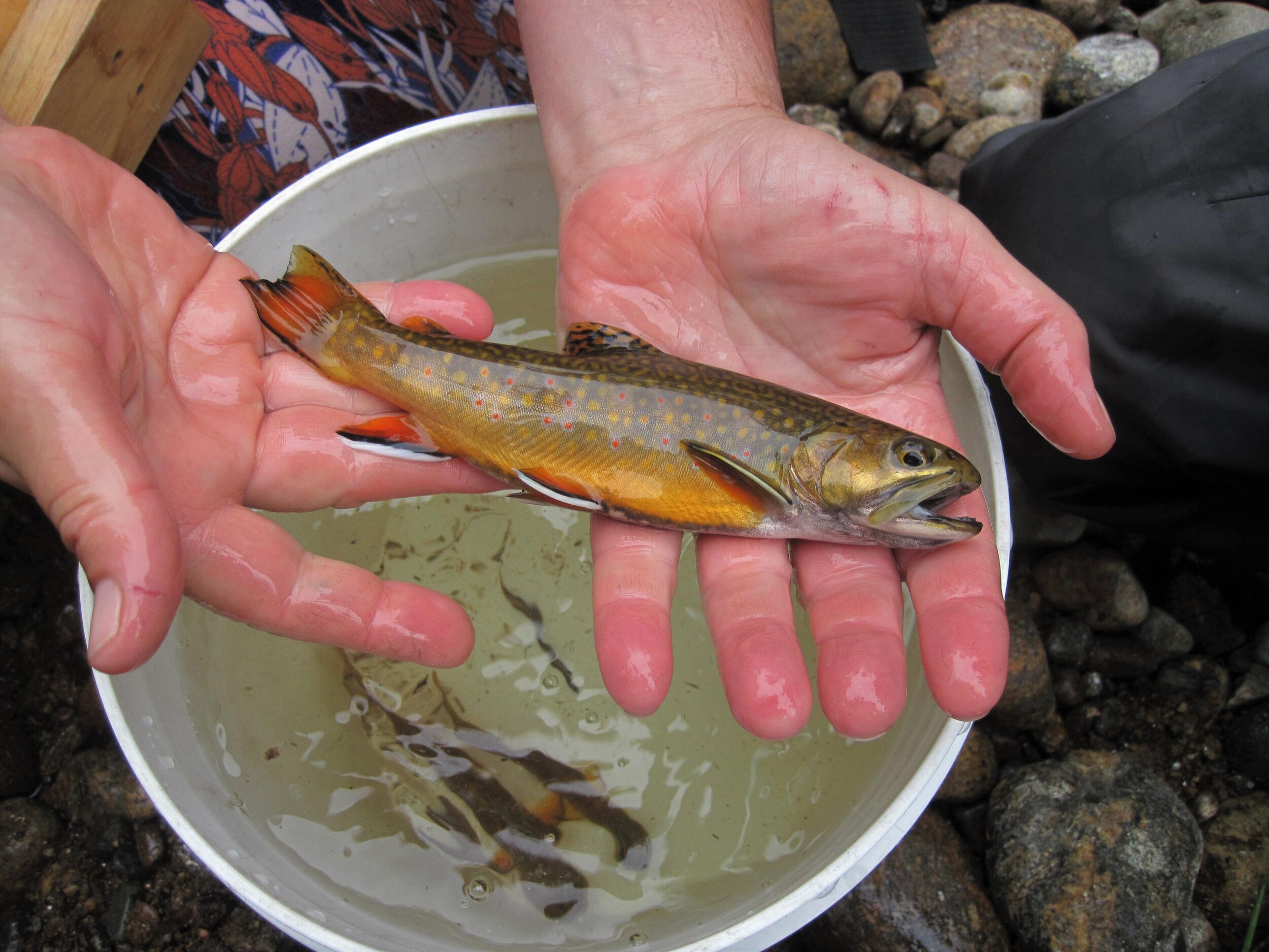 New Hampshire — Native Fish Coalition