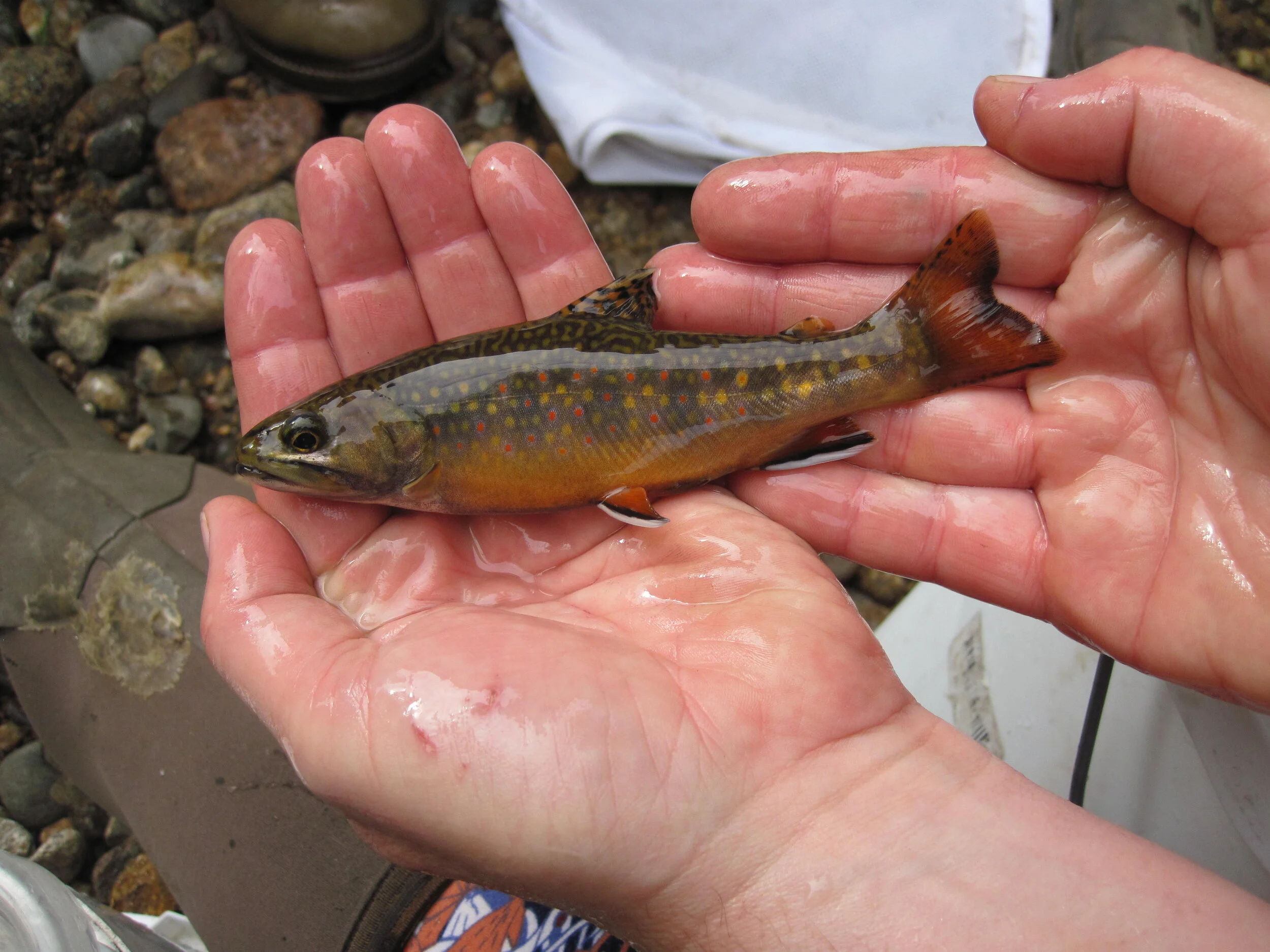 New Hampshire — Native Fish Coalition