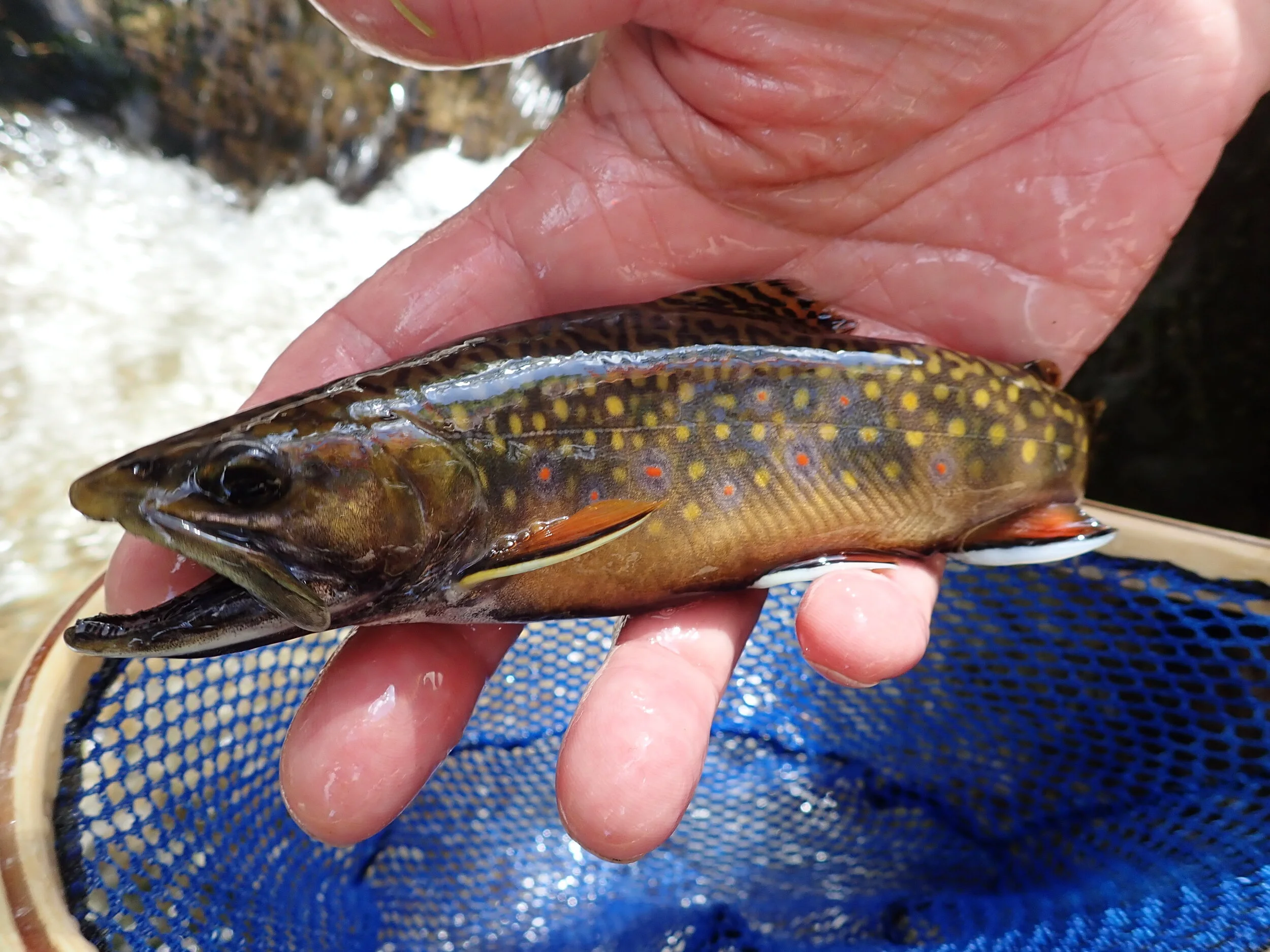New Hampshire — Native Fish Coalition