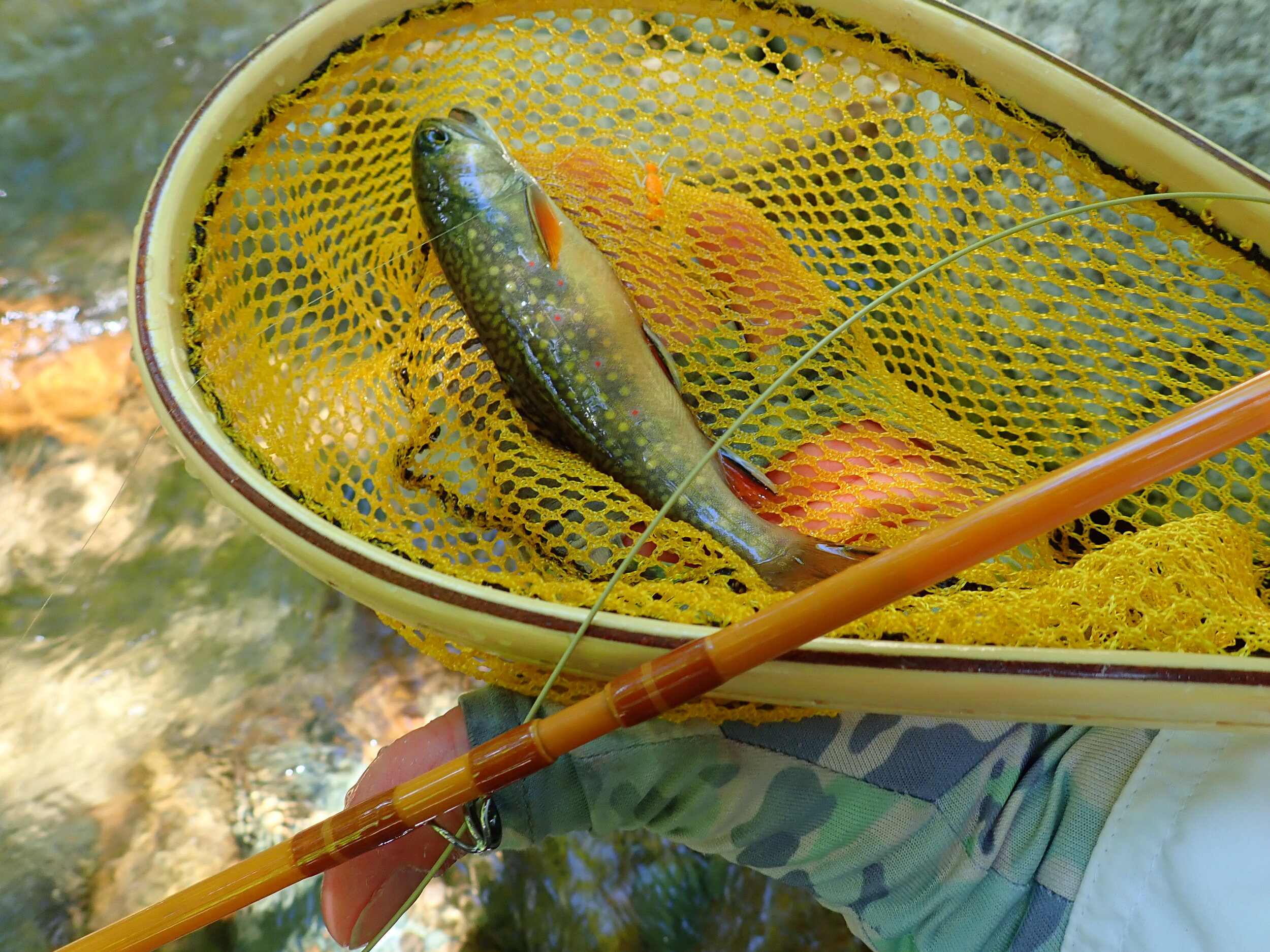 New Hampshire — Native Fish Coalition