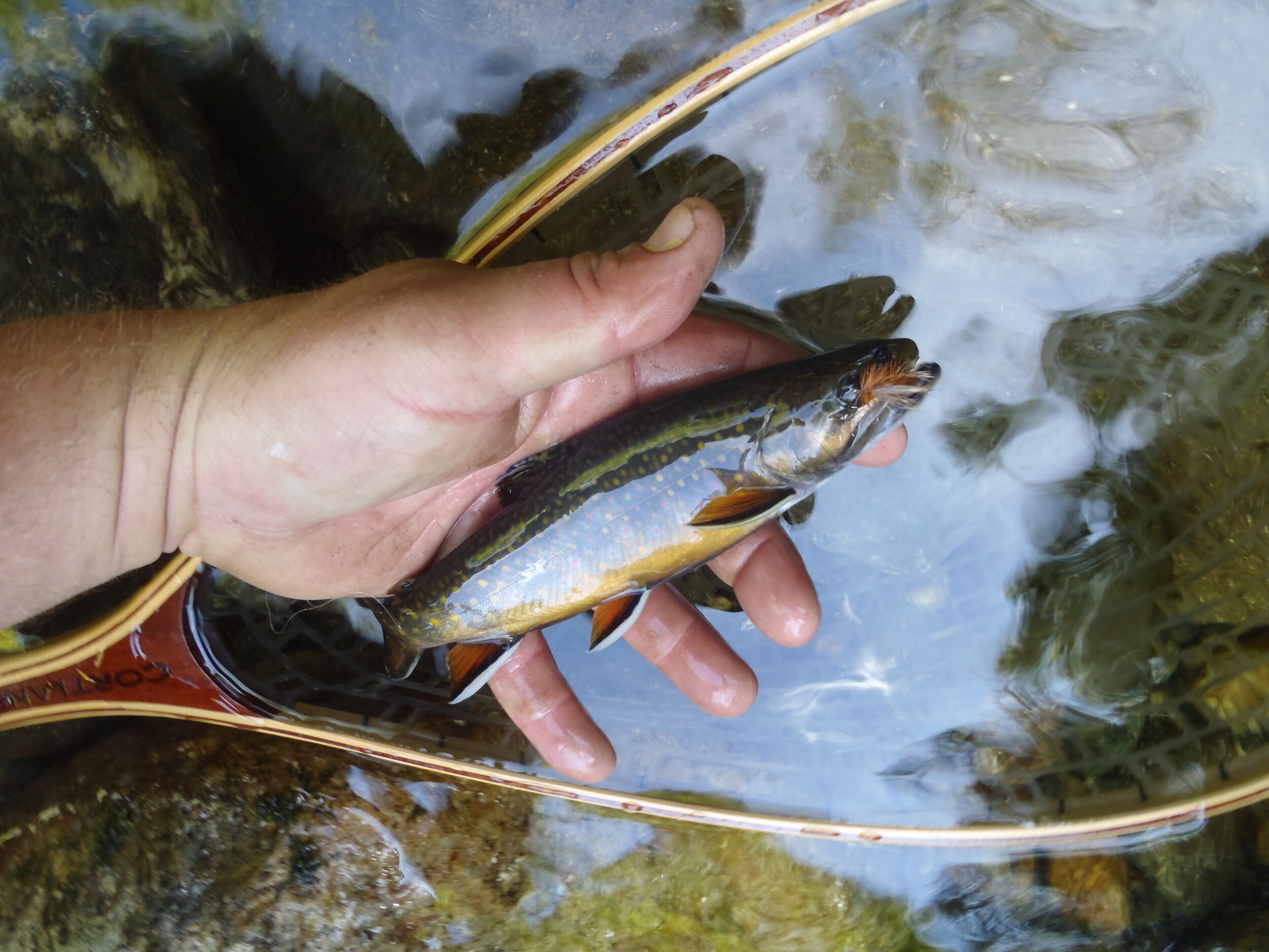 New Hampshire — Native Fish Coalition