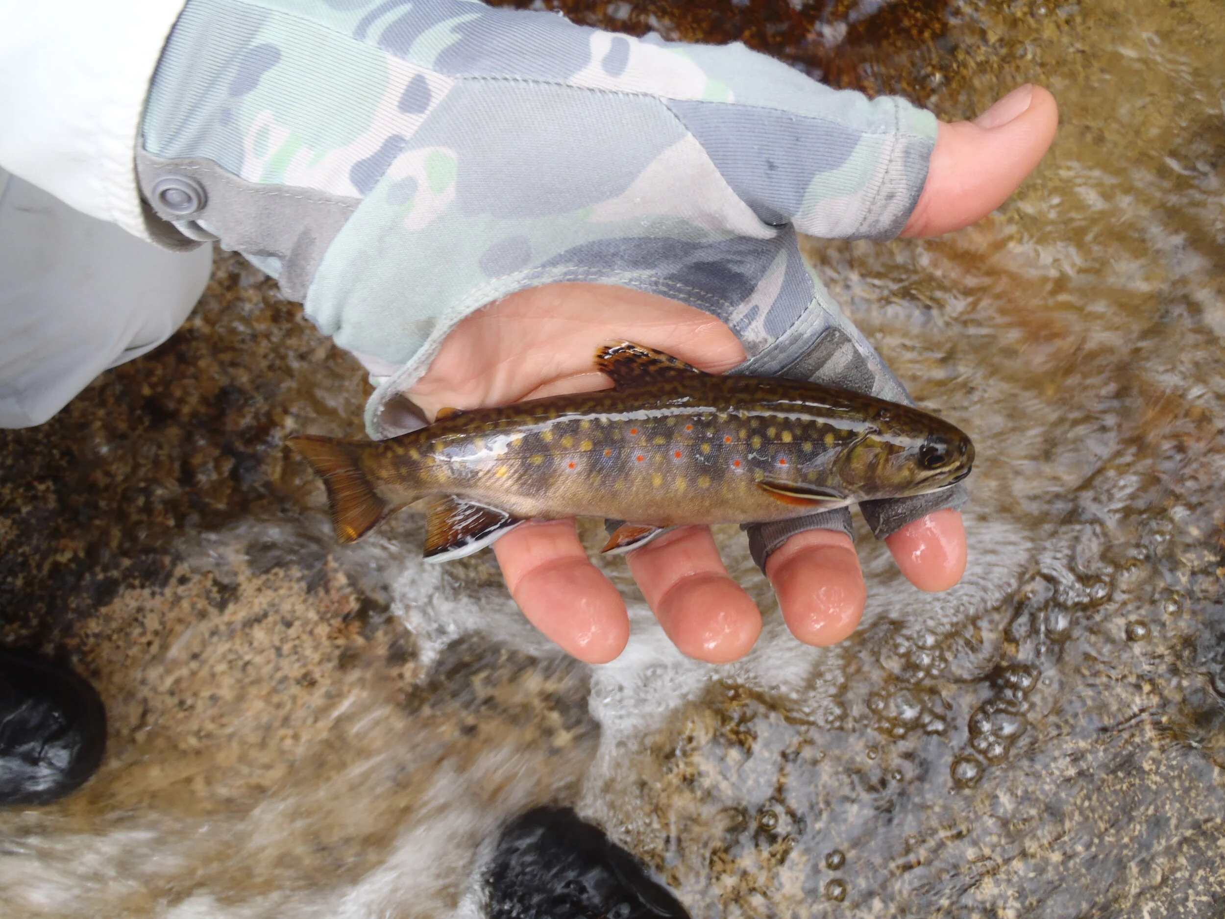 New Hampshire — Native Fish Coalition