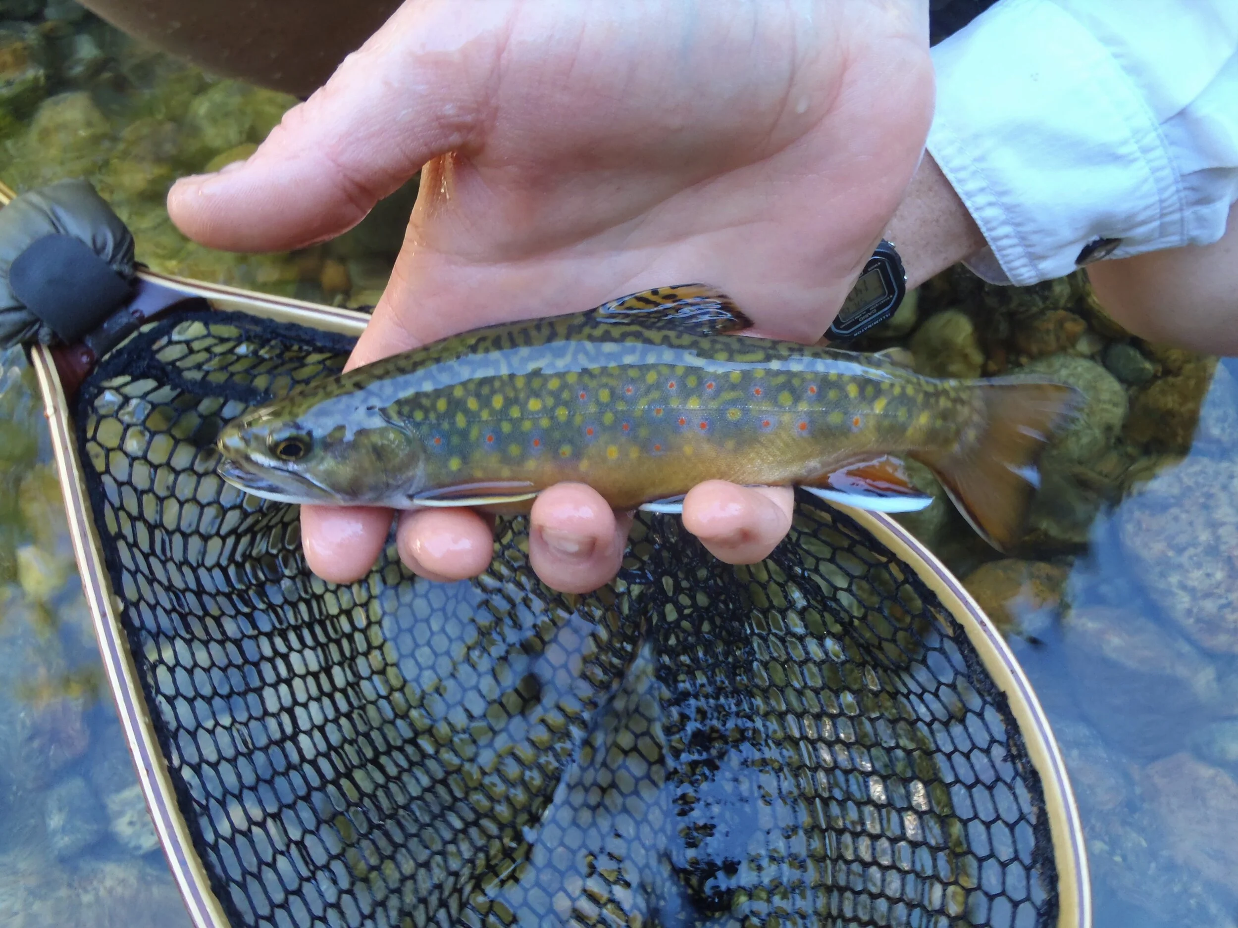 New Hampshire — Native Fish Coalition