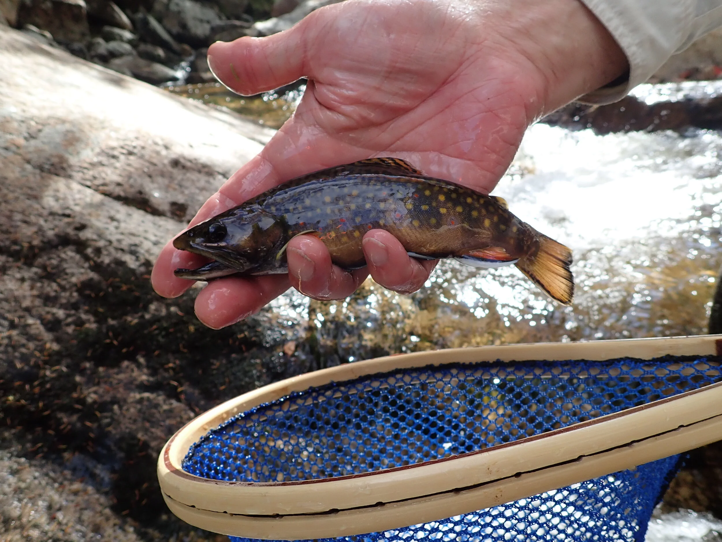 New Hampshire — Native Fish Coalition