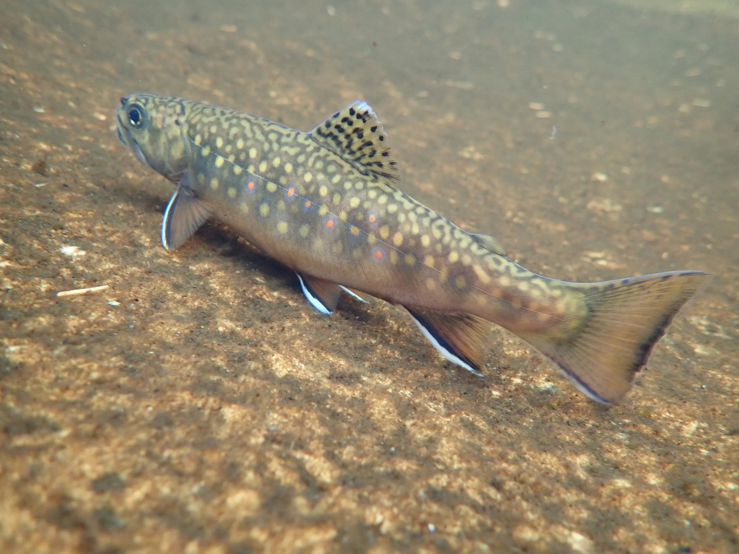 New Hampshire — Native Fish Coalition
